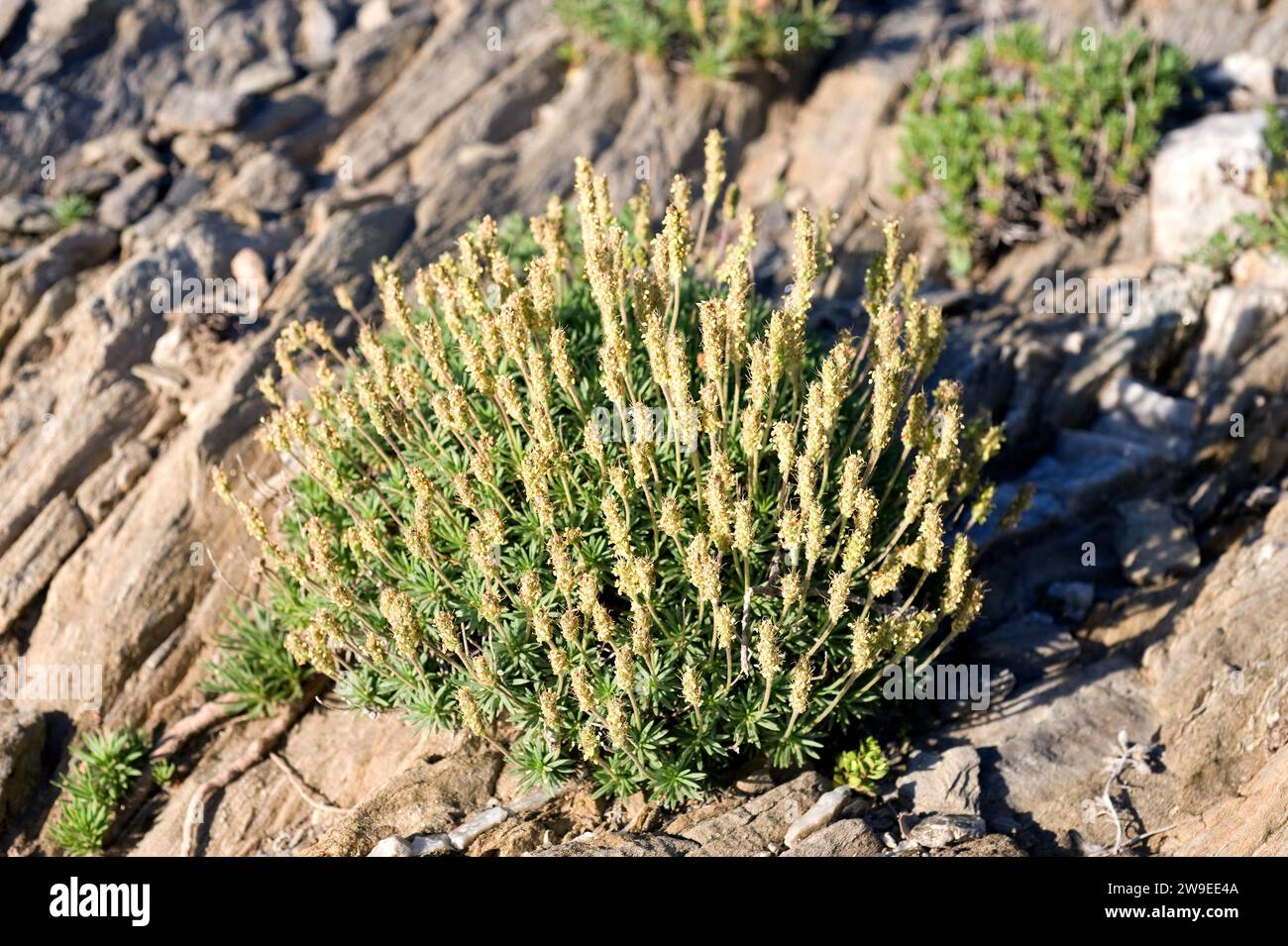 Plantago subulata subulata is a perennial herb native to Mediterranean ...