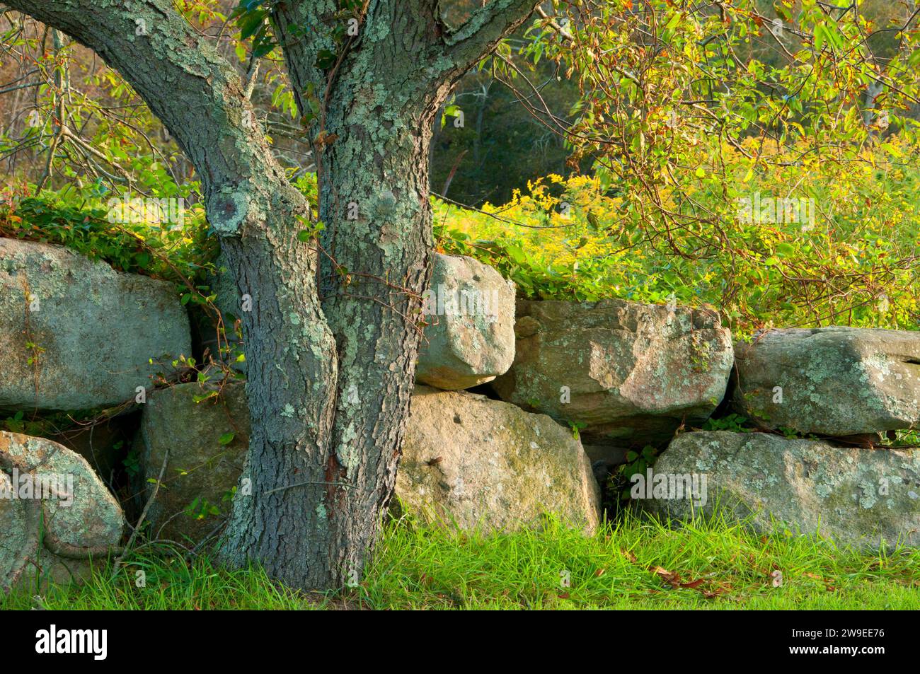 Farm stonewall, Haley Farm State Park, Connecticut Stock Photo - Alamy