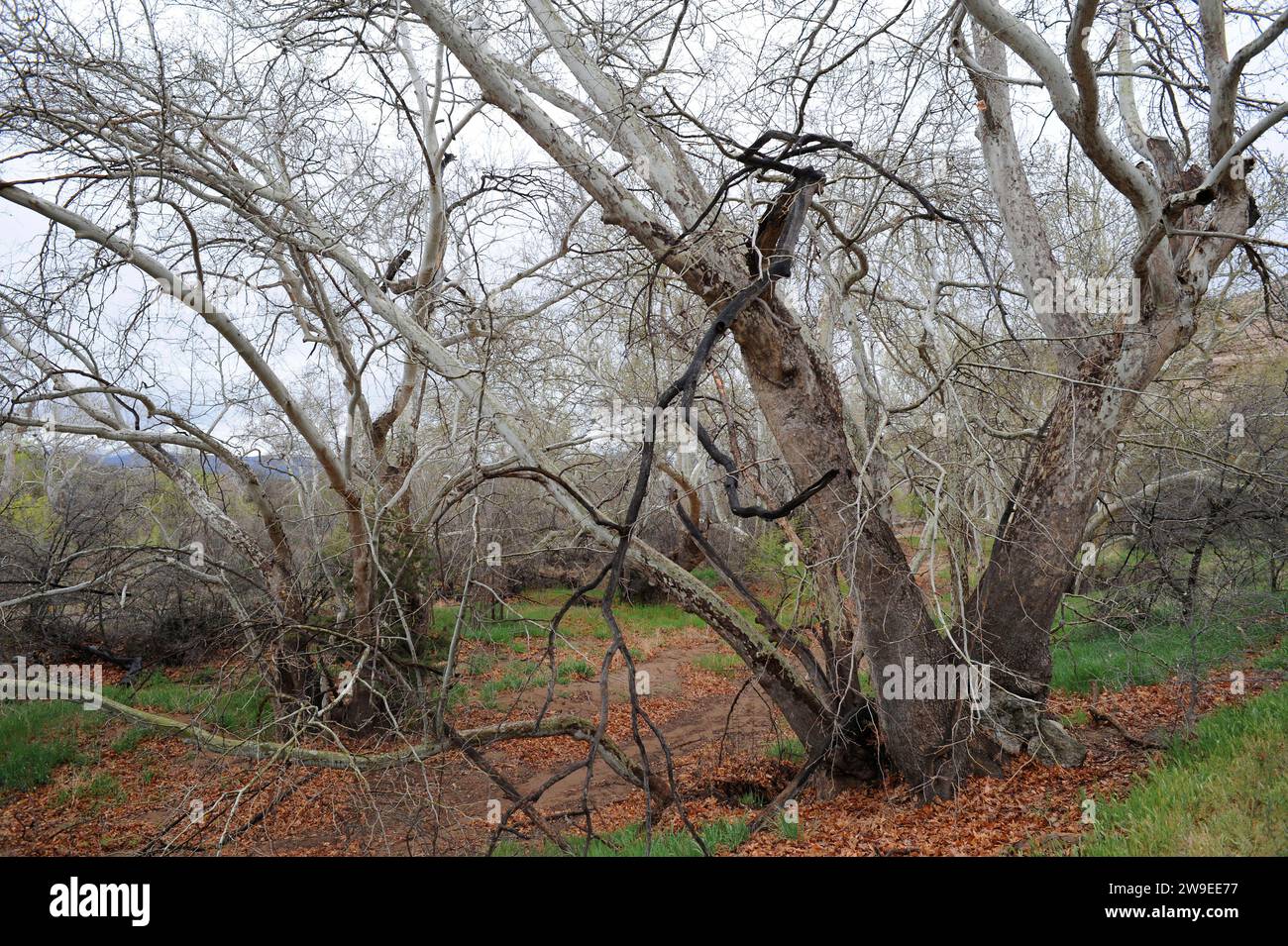 Arizona sycamore (Platanus wrightii) is a deciduous tree native to ...