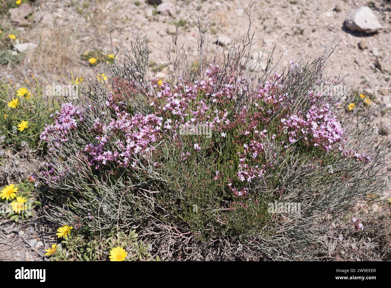 Siempreviva rosa or siempreviva de saladar (Limonium insigne) is a ...