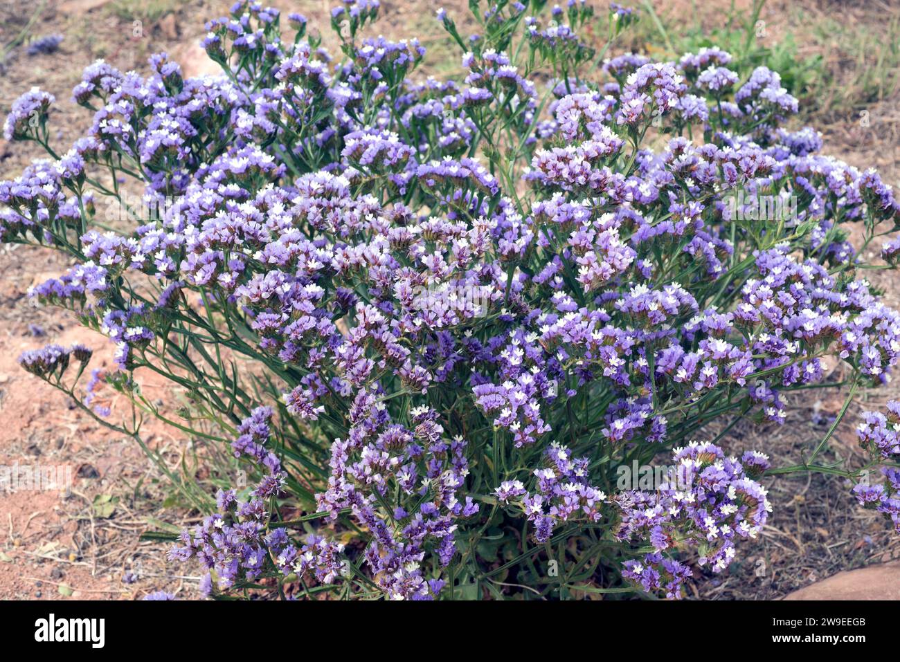 Sea lavender (Limonium sinuatum) is a perennial herb native to south ...