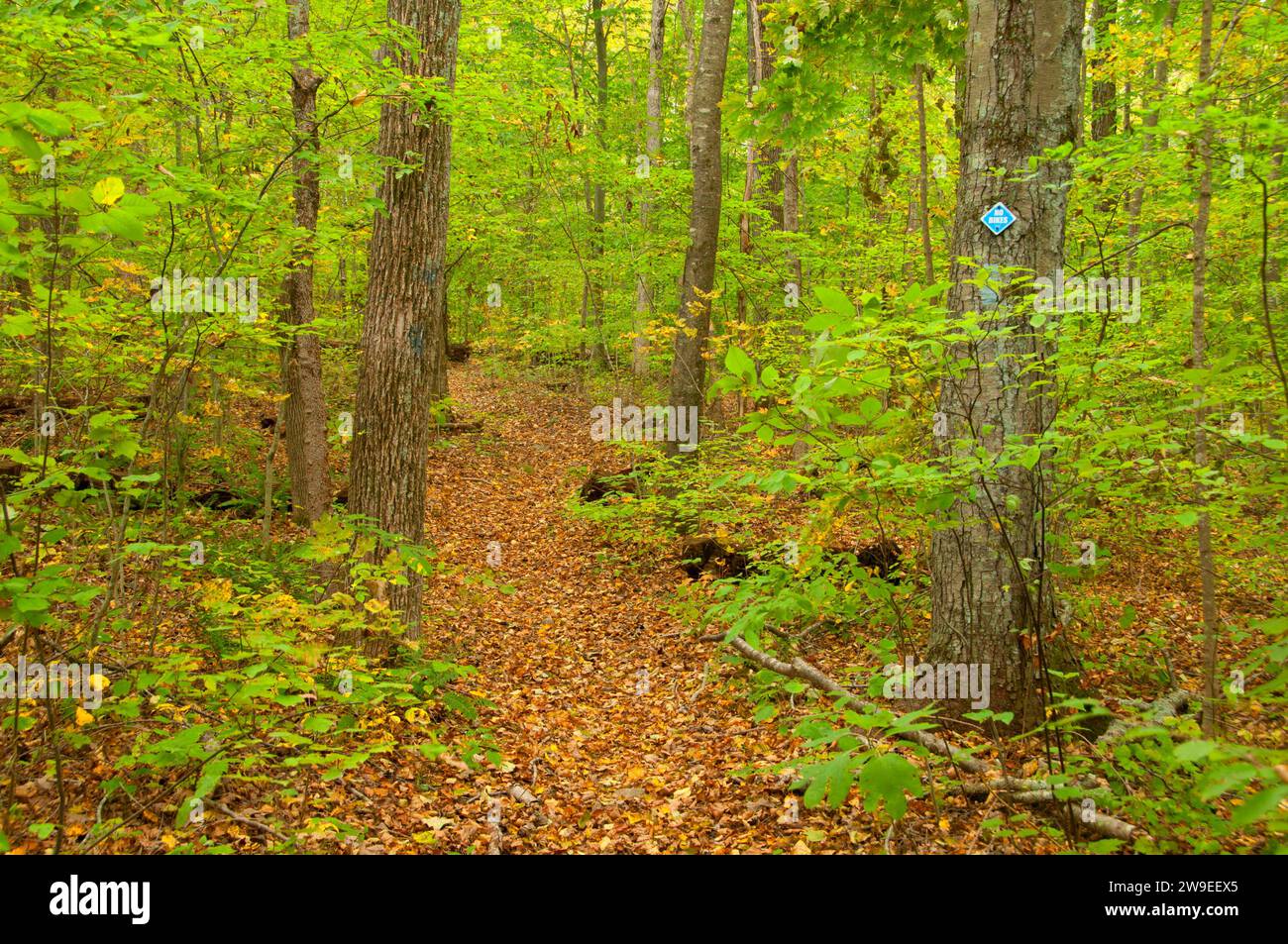 Salmon River Trail, Salmon River State Forest, Connecticut Stock Photo ...
