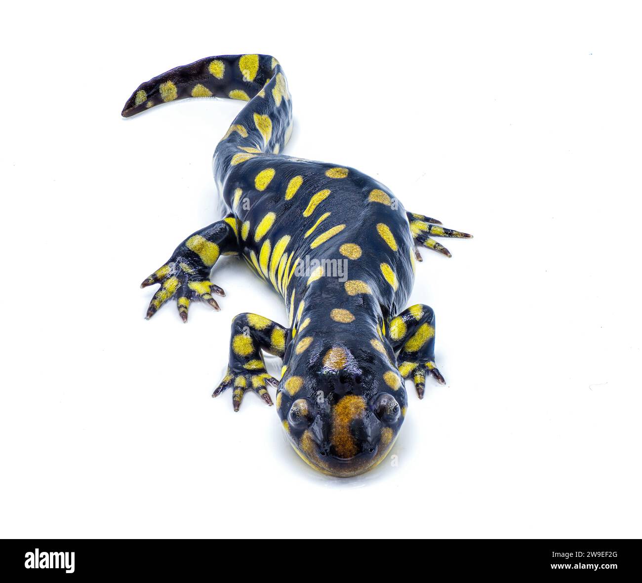 Wild male Eastern tiger salamander - Ambystoma tigrinum tigrinum ...