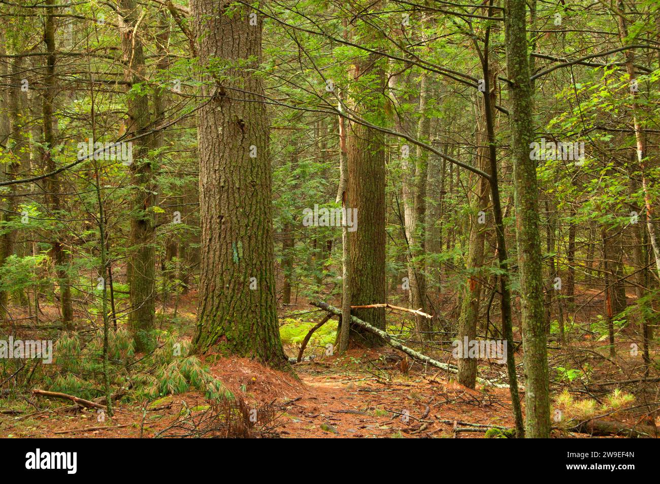 Pachaug Trail, Pachaug State Forest, Connecticut Stock Photo - Alamy