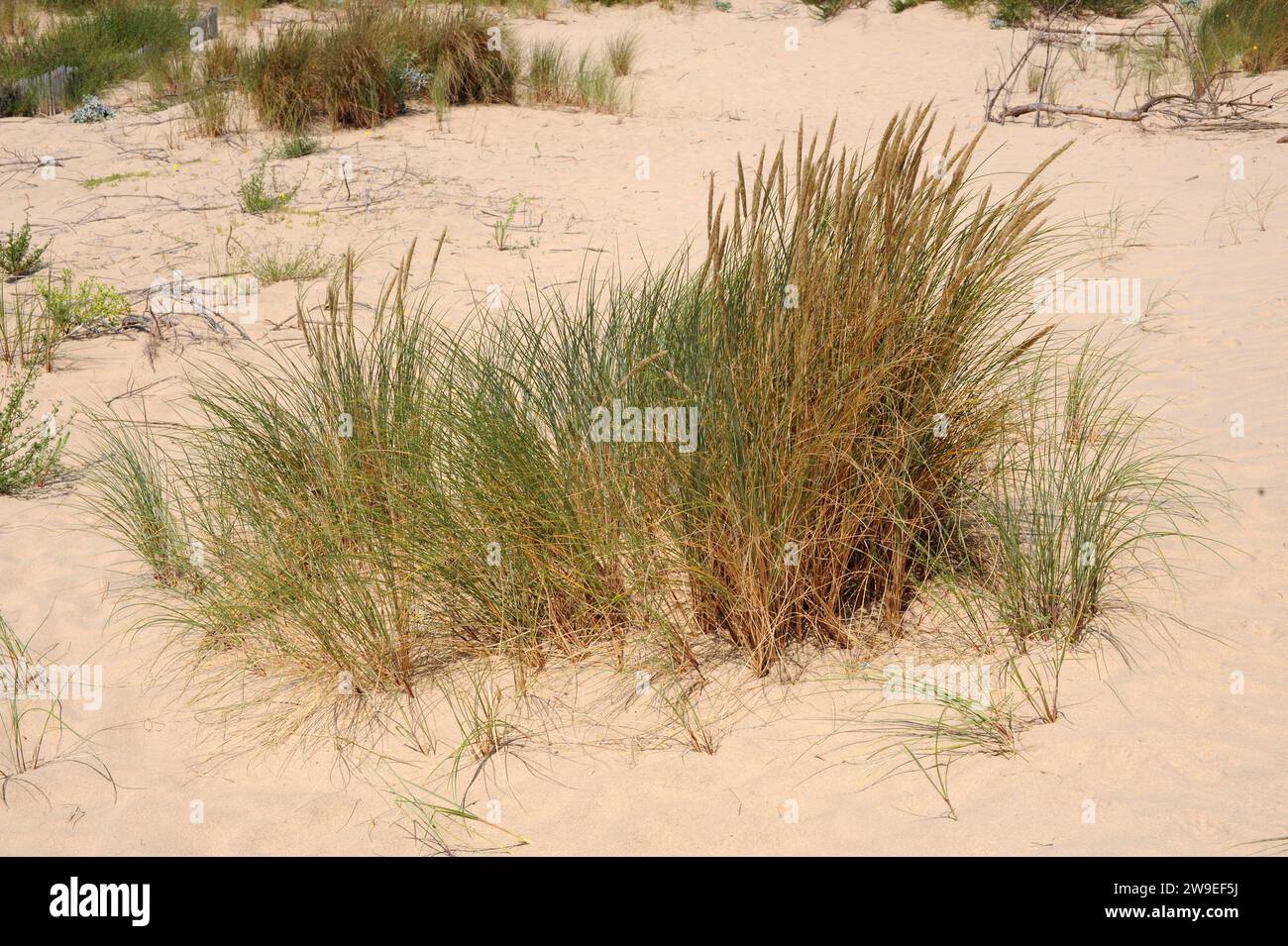 European beachgrass or European marram grass (Ammophila arenaria) is a ...