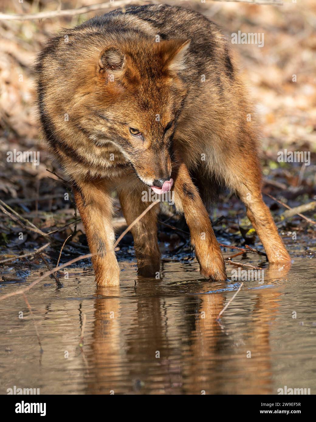European jackal canis aureus hi-res stock photography and images - Alamy