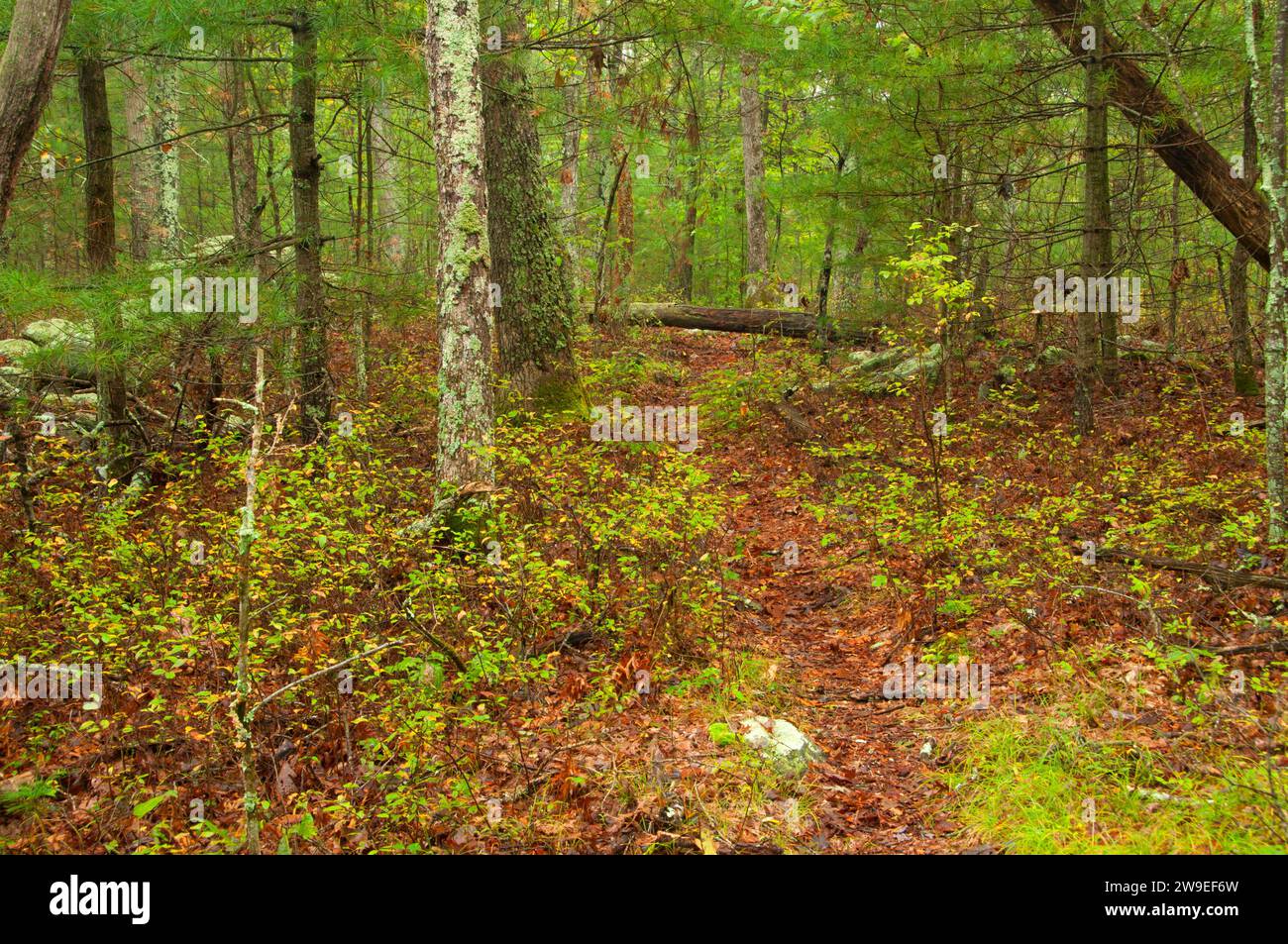 Nehantic trail hi-res stock photography and images - Alamy