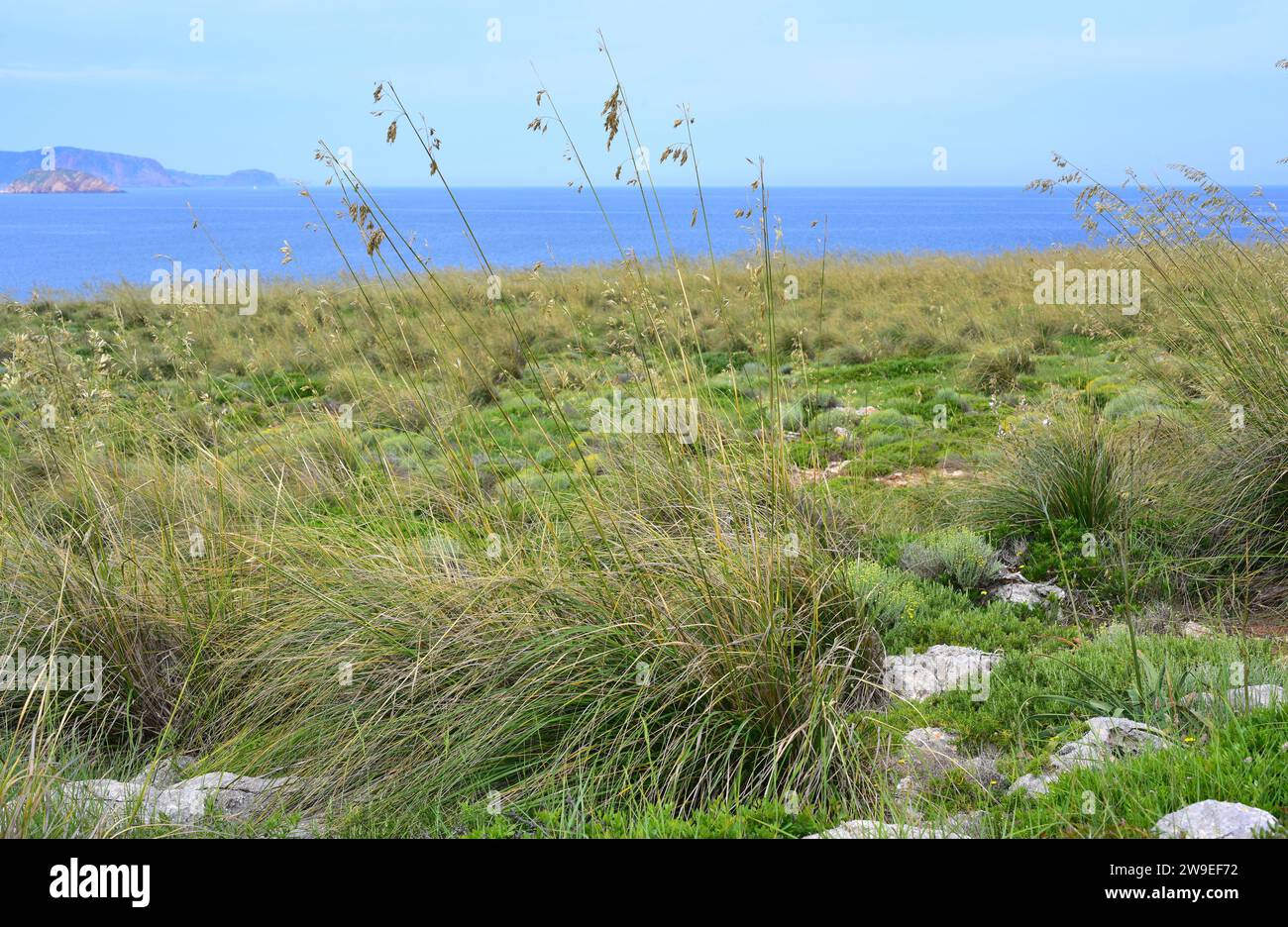 Mauritania grass or stramma (Ampelodesmos mauritanica) is a perennial ...