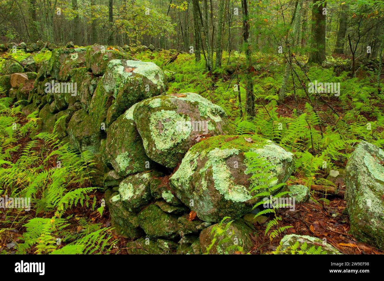 Rockwall along Nehantic Trail, Pachaug State Forest, Connecticut Stock ...
