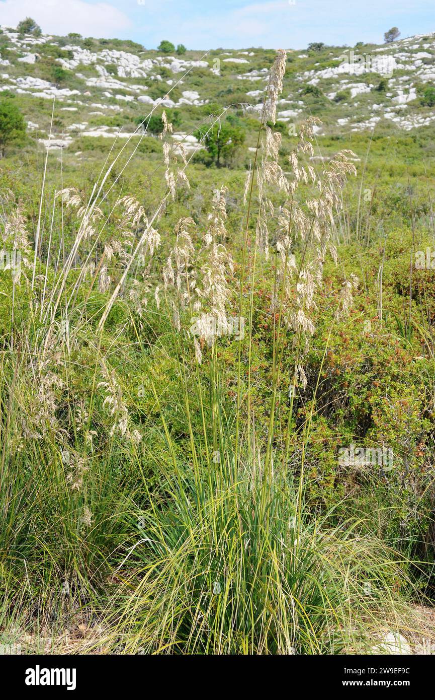 Mauritania grass or stramma (Ampelodesmos mauritanica) is a perennial ...
