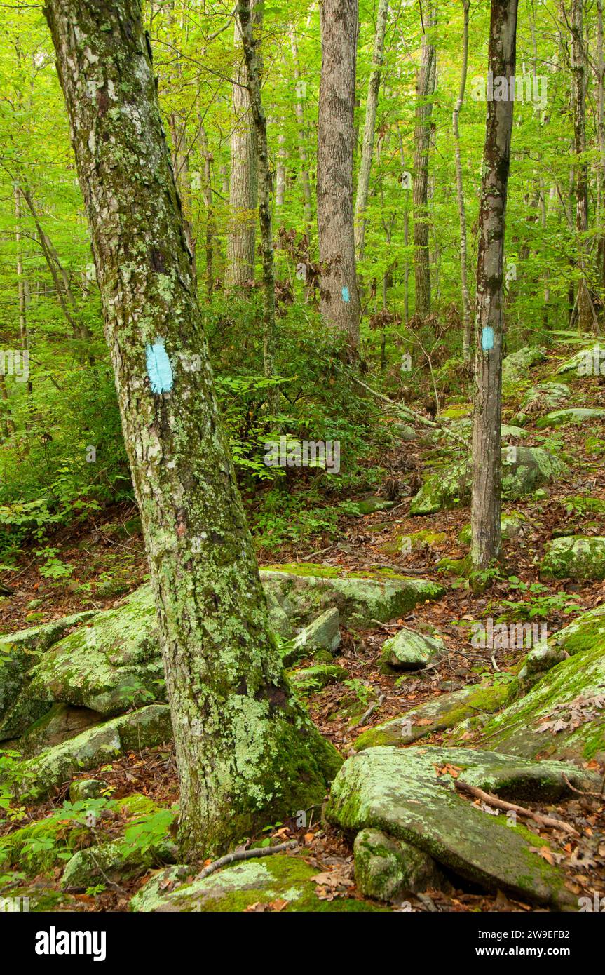 Pachaug trail hi-res stock photography and images - Alamy