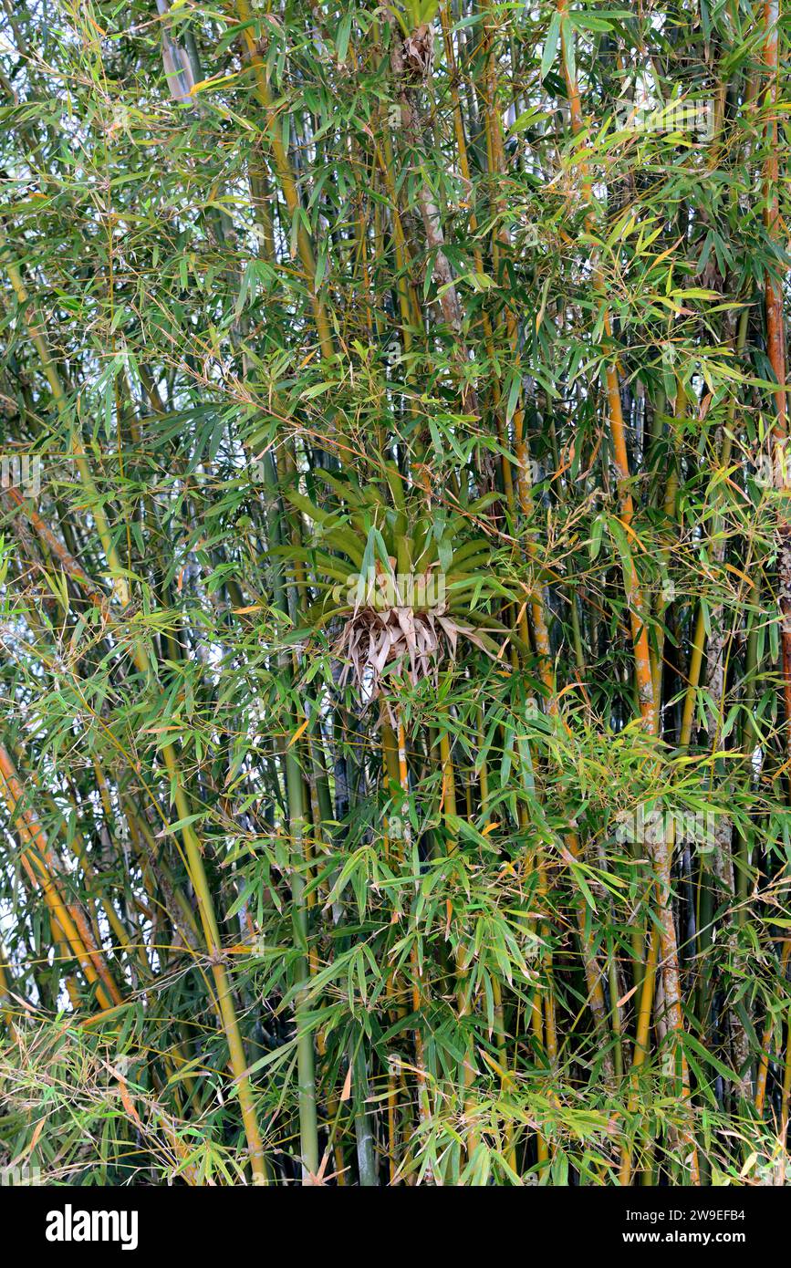 Common bamboo (Bambusa vulgaris) is a perennial grass native to ...