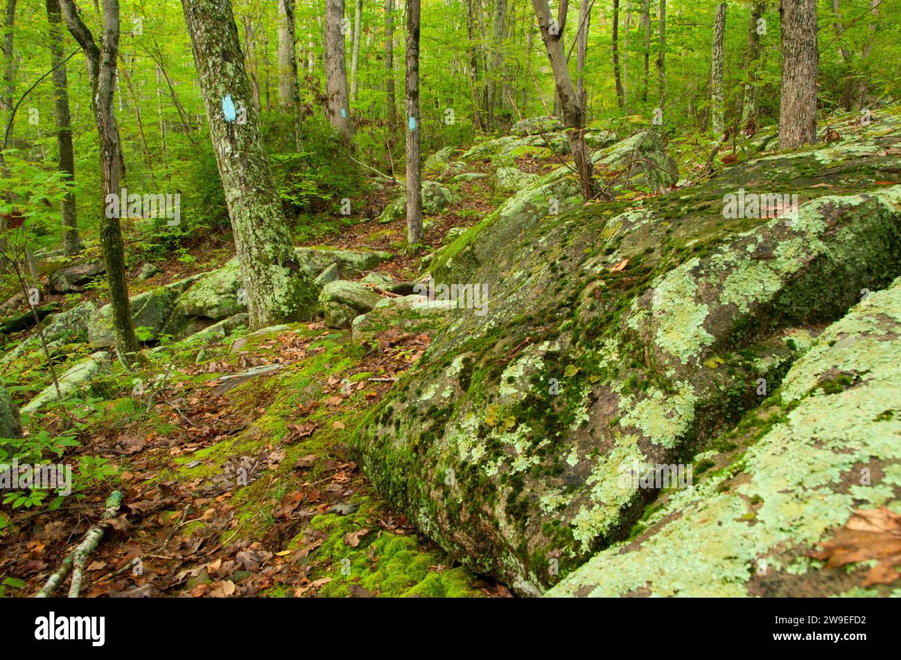 Pachaug Trail, Pachaug State Forest, Connecticut Stock Photo - Alamy