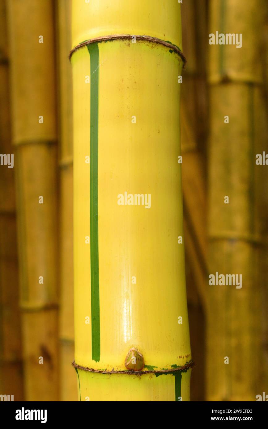 Painted bamboo (Bambusa vulgaris vittata) is a perennial gras native to ...