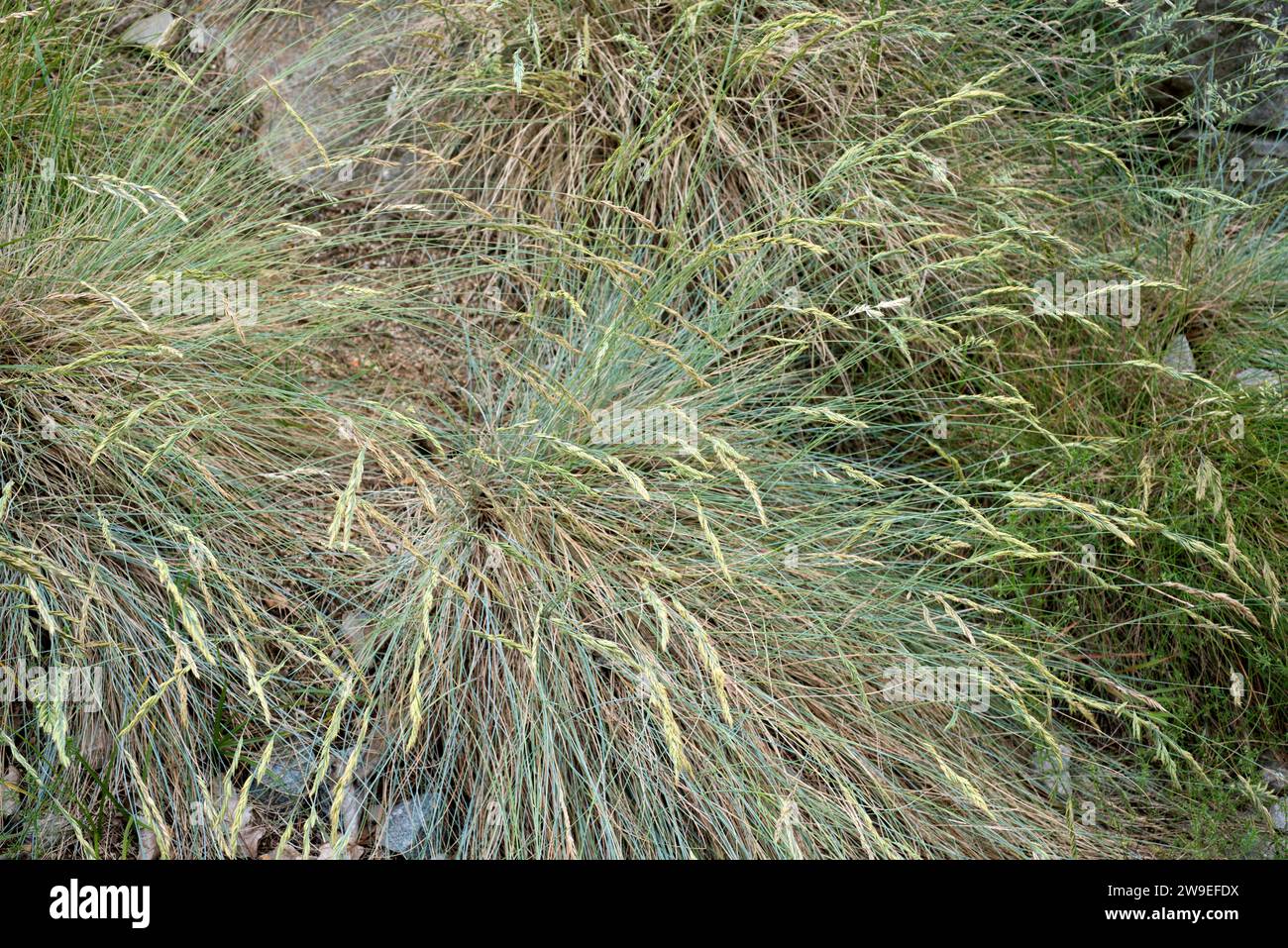 Festuca azul hi-res stock photography and images - Alamy