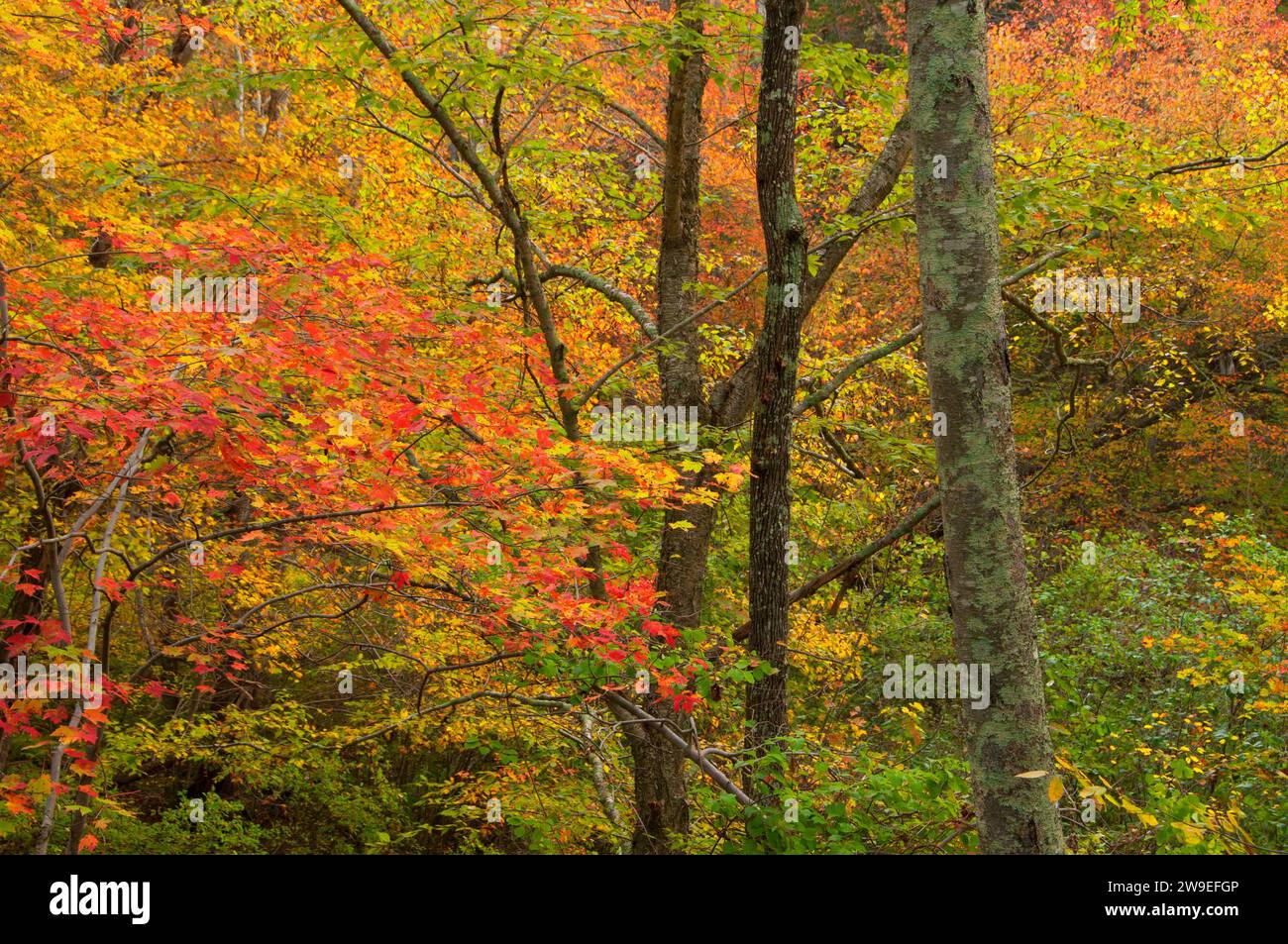 Hardwood forest, Air Line State Park Trail, Connecticut Stock Photo - Alamy