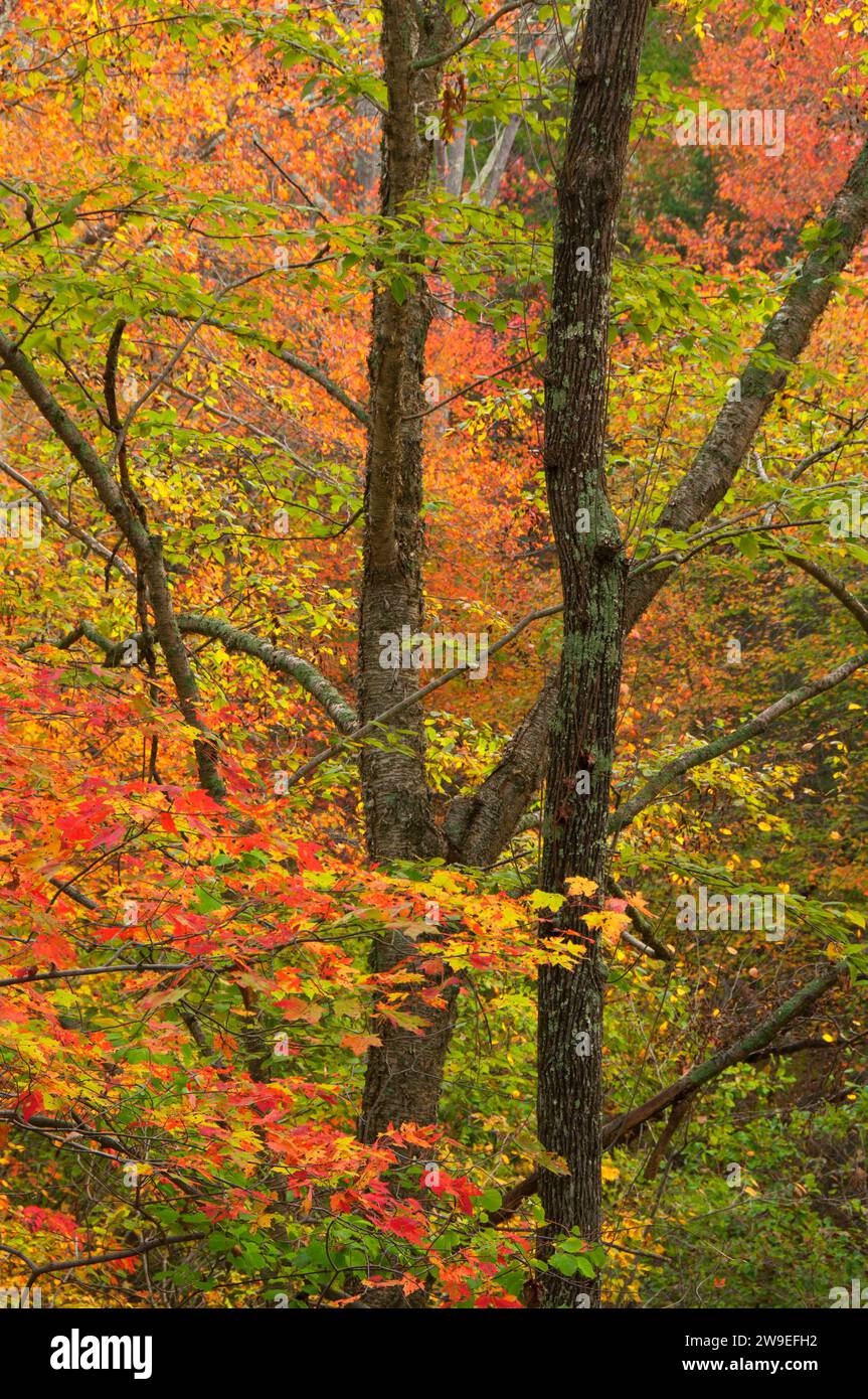 Hardwood forest, Air Line State Park Trail, Connecticut Stock Photo - Alamy