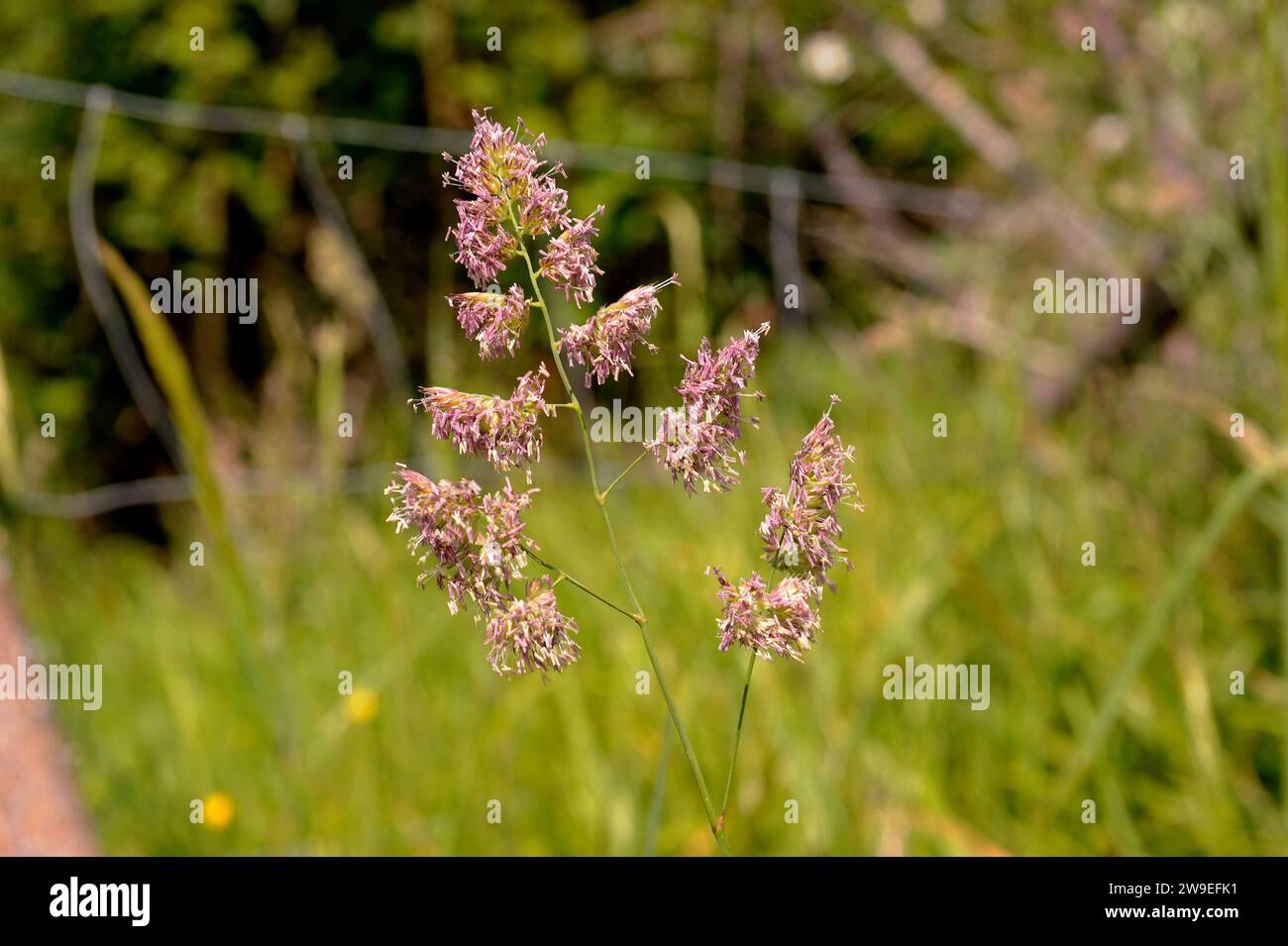 Yorkshire fog or velvet grass (Holcus lanatus) is a perennial herb ...