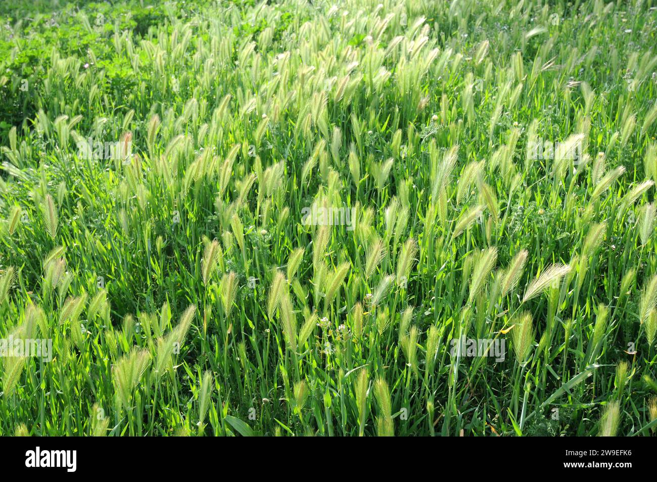 False barley hi-res stock photography and images - Alamy