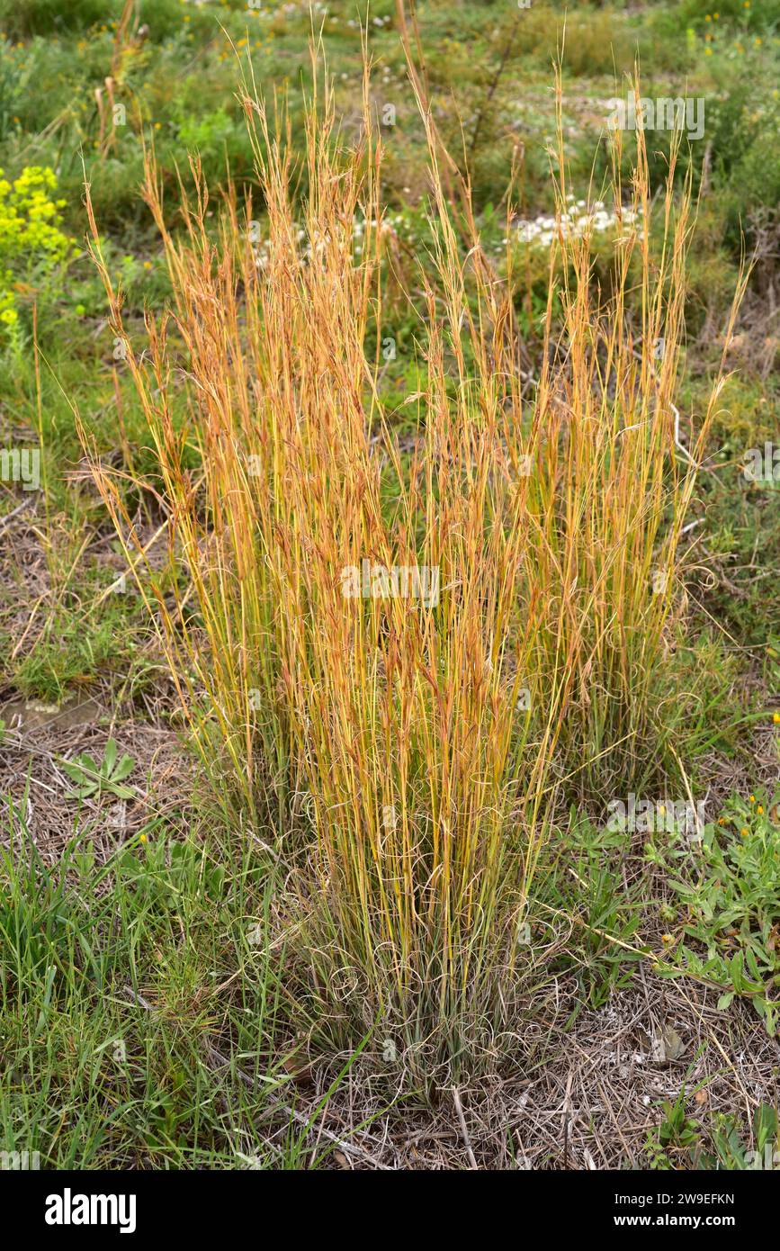 Common thatching grass (Hyparrhenia hirta) is a perennial herb native ...