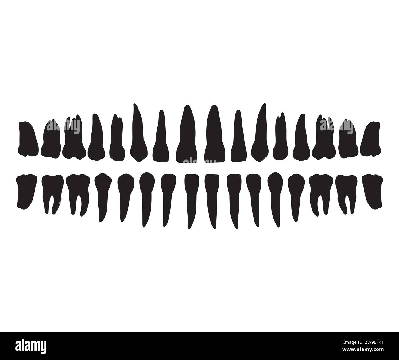 Tooth Silhouettes, Dental clipart, Tooth Monogram Vector Bundle, Tooth ...