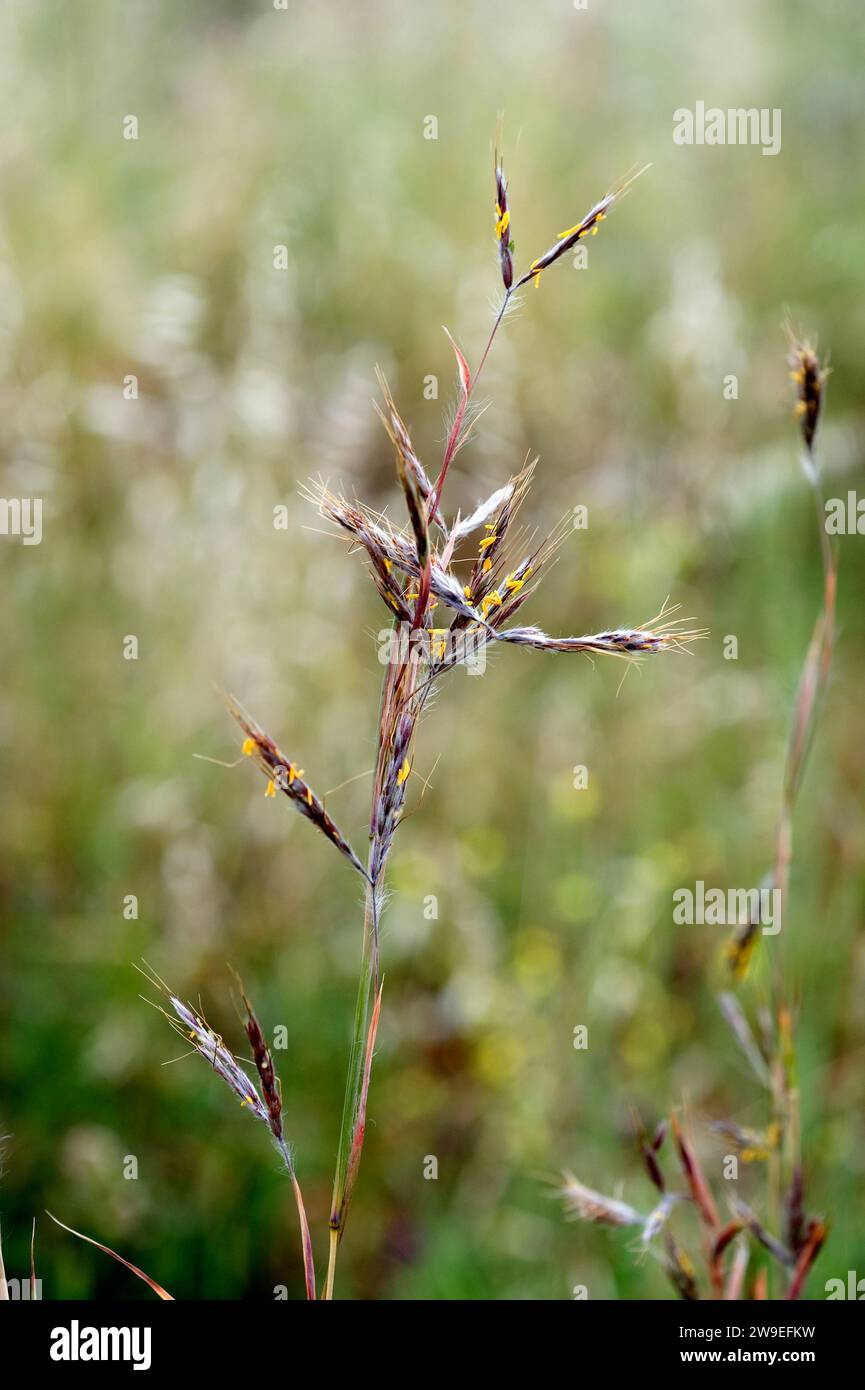 Common thatching grass (Hyparrhenia hirta) is a perennial herb native ...