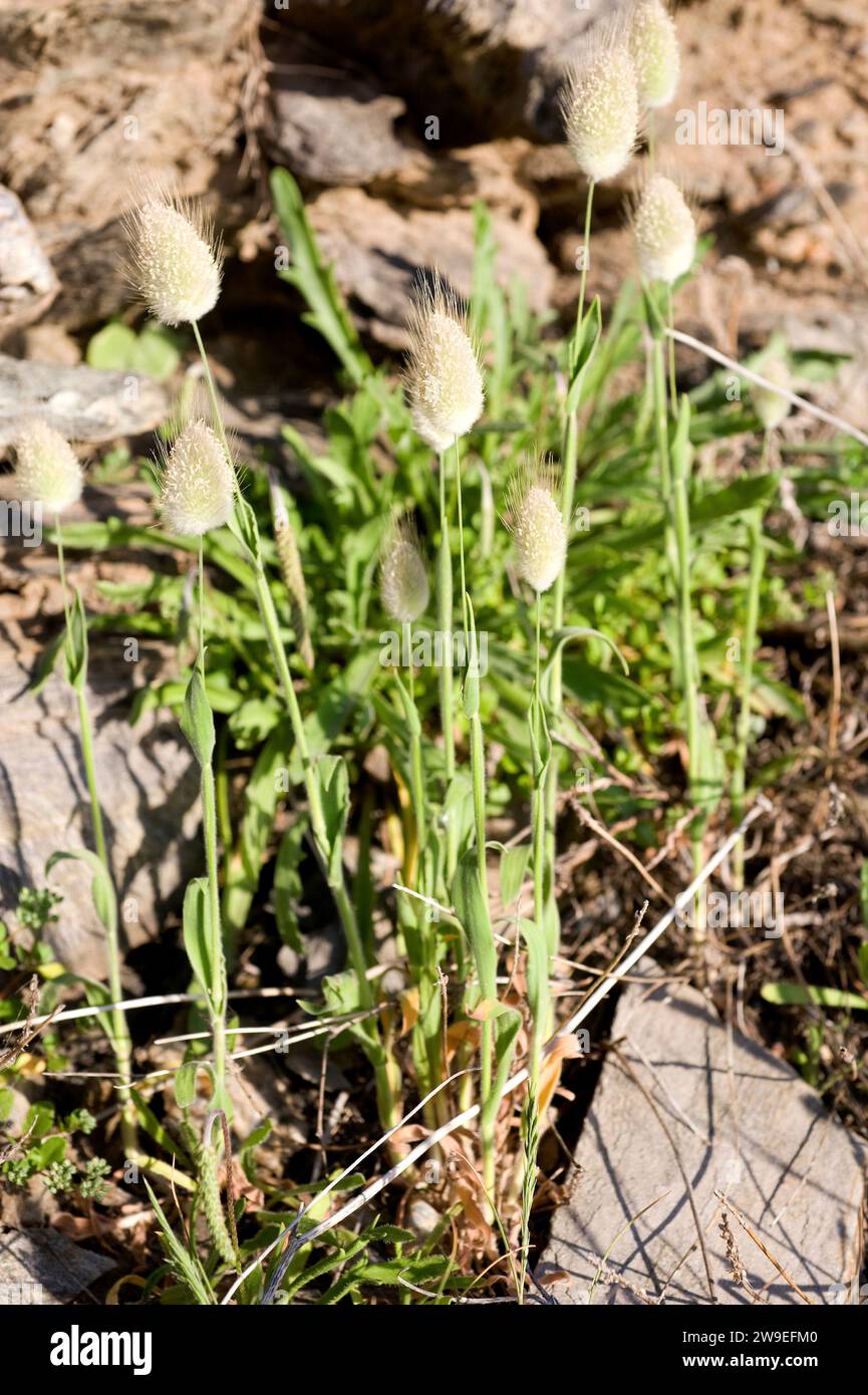 Cola de liebre hi-res stock photography and images - Alamy