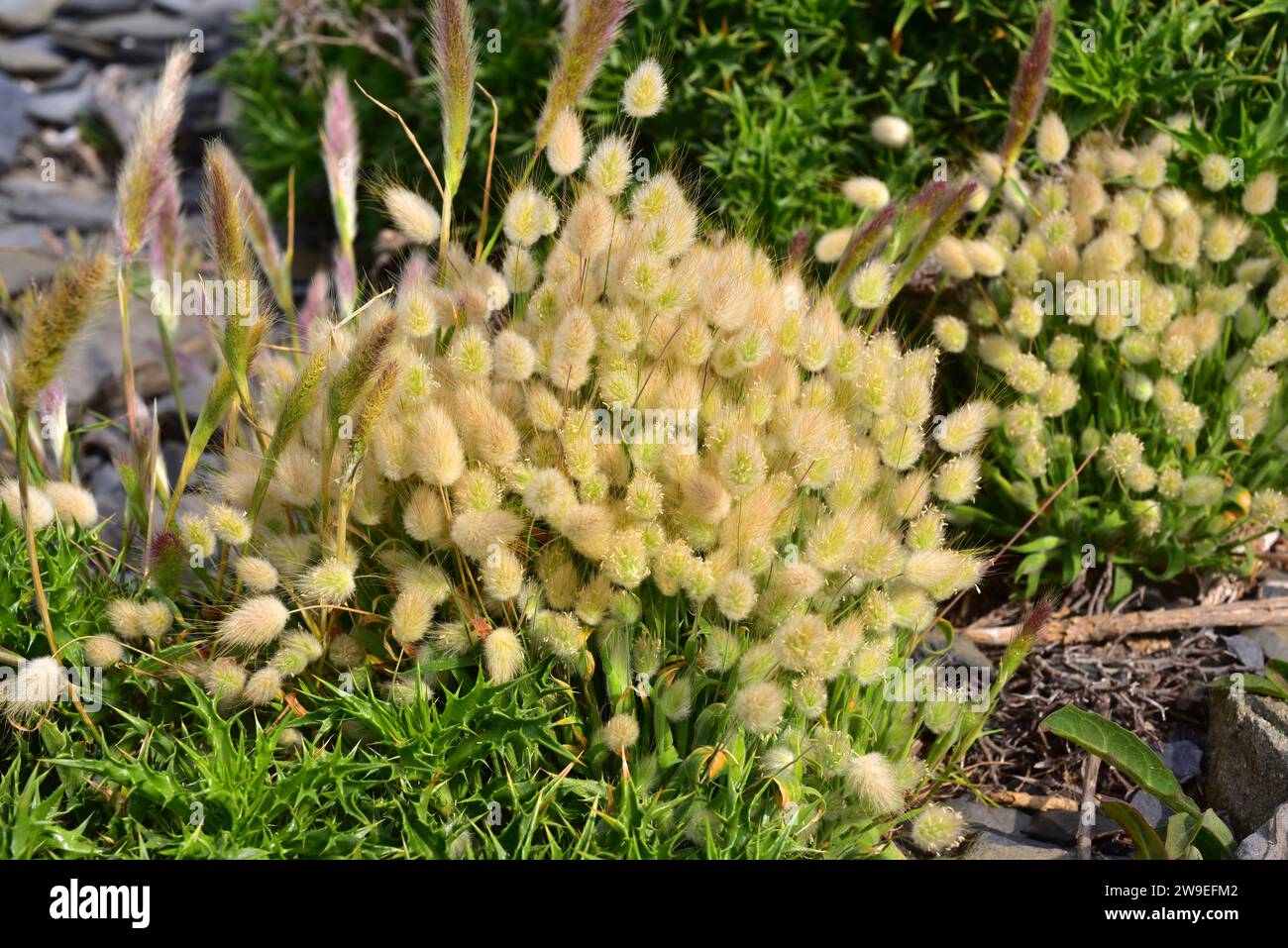 Hare-tail grass (Lagurus ovatus) is an annual plant native to ...