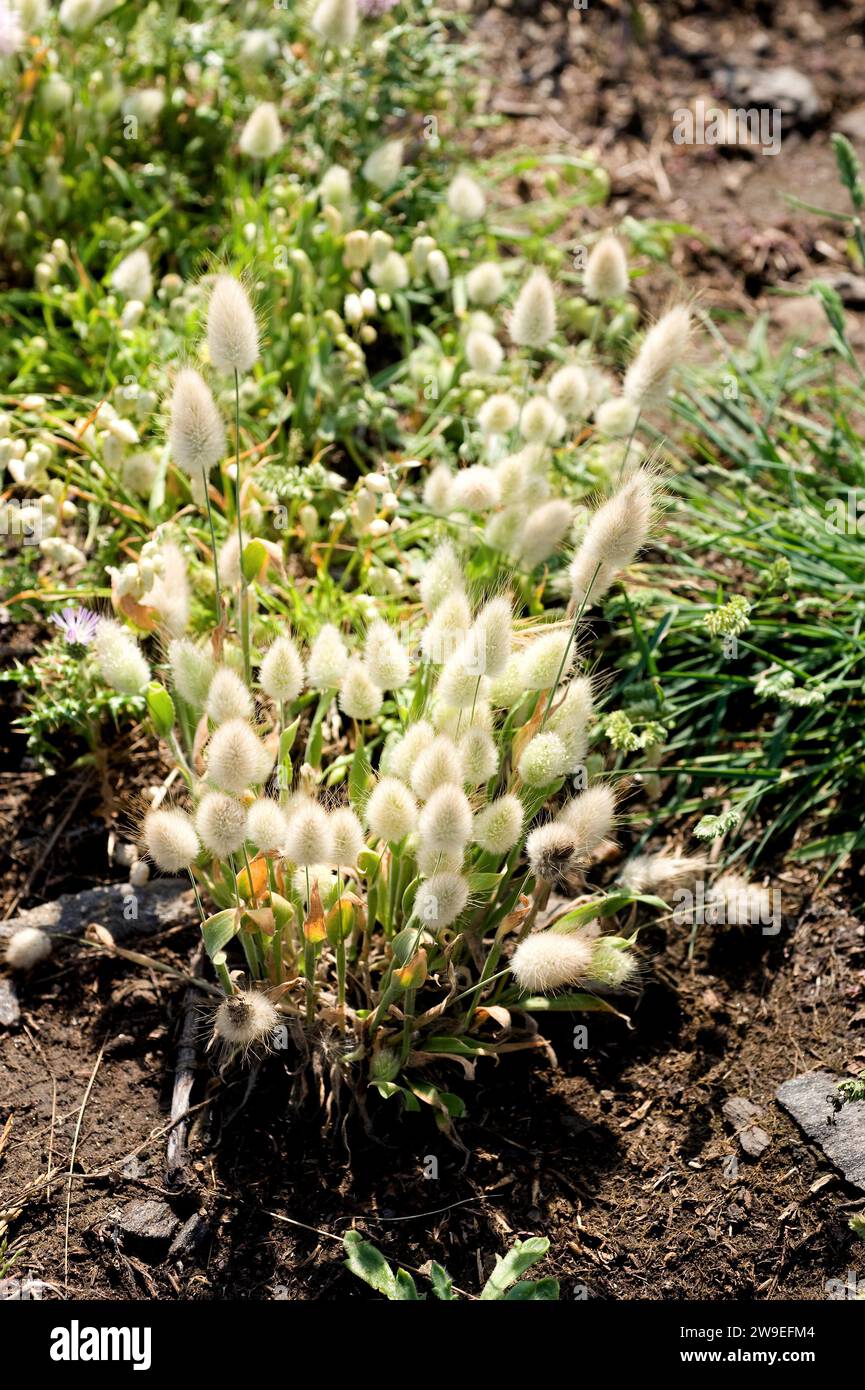 Hare-tail grass (Lagurus ovatus) is an annual plant native to ...