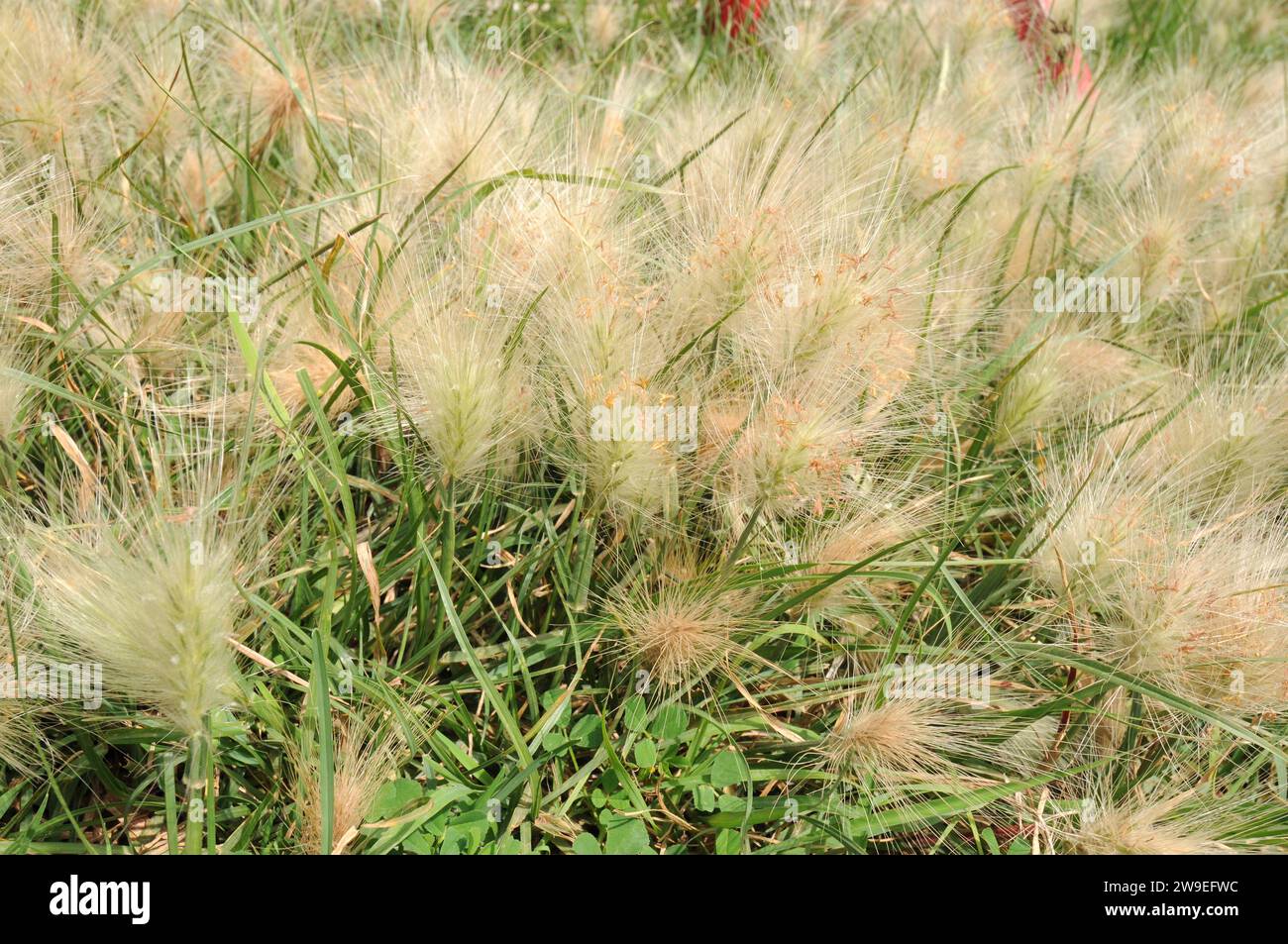 Feathertop grass (Pennisetum villosum) is a perennial herb native to ...