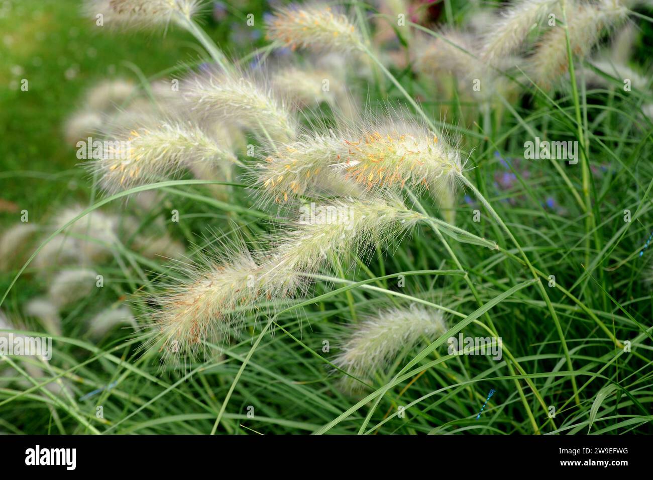 Feathertop grass (Pennisetum villosum) is a perennial herb native to ...