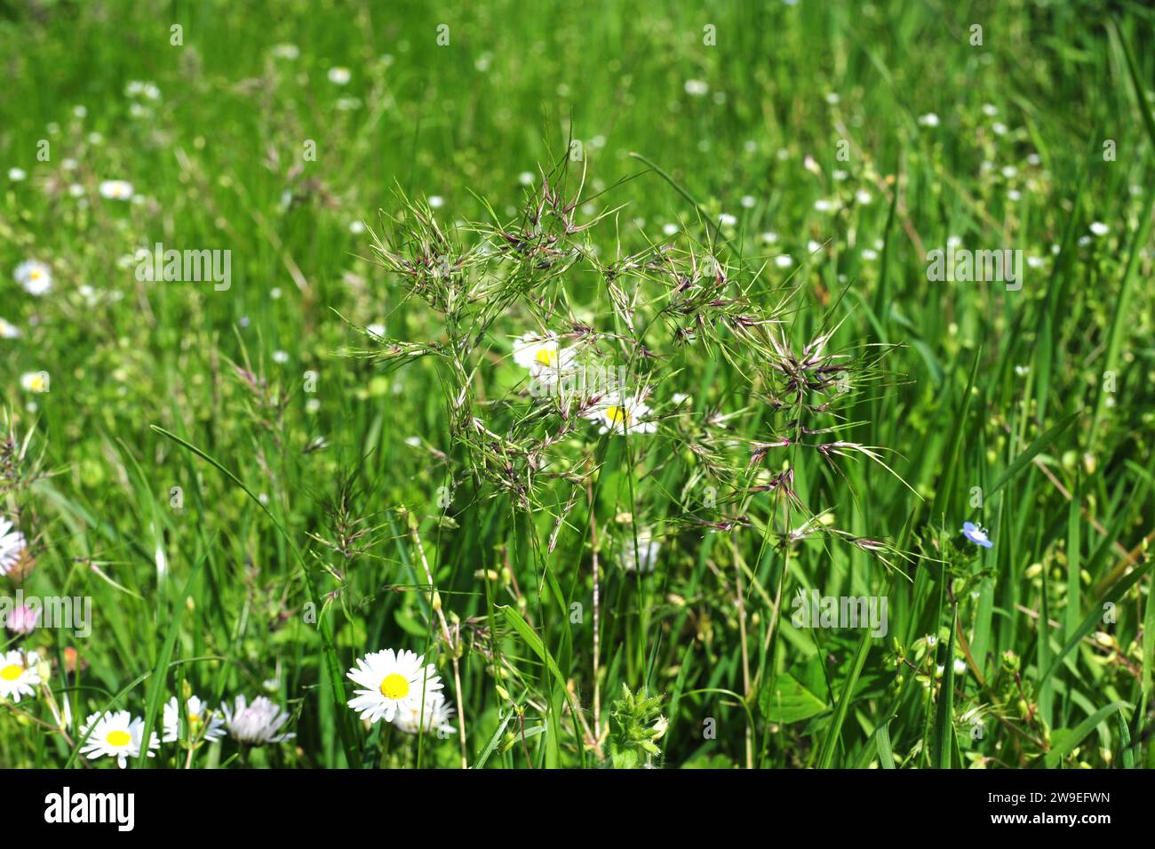 Bulbous bluegrass (Poa bulbosa) is an annual or perennial viviparous ...