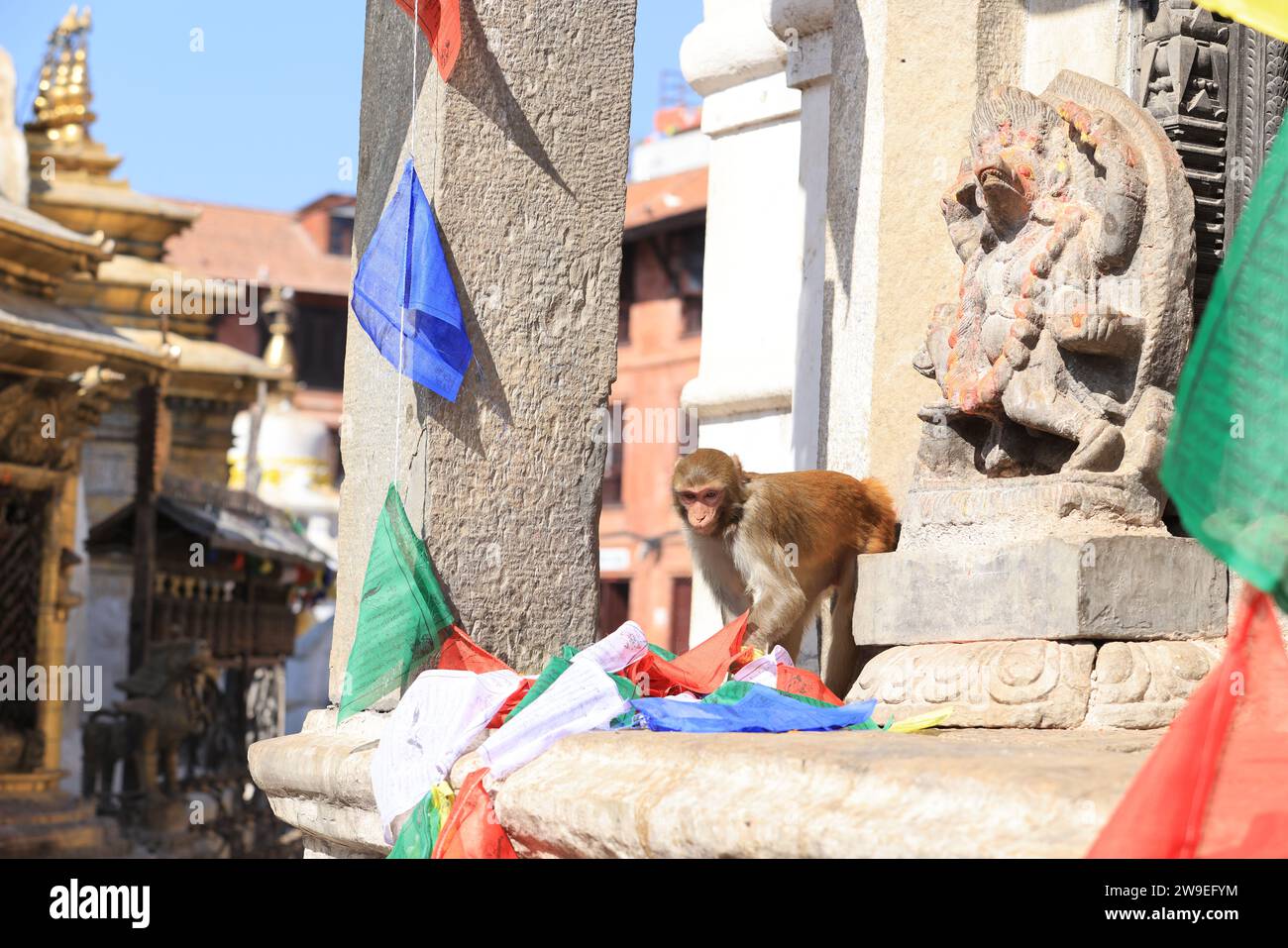 Kathmandu, Nepal- November 19 2023: monkey live in Swayambhunath in ...