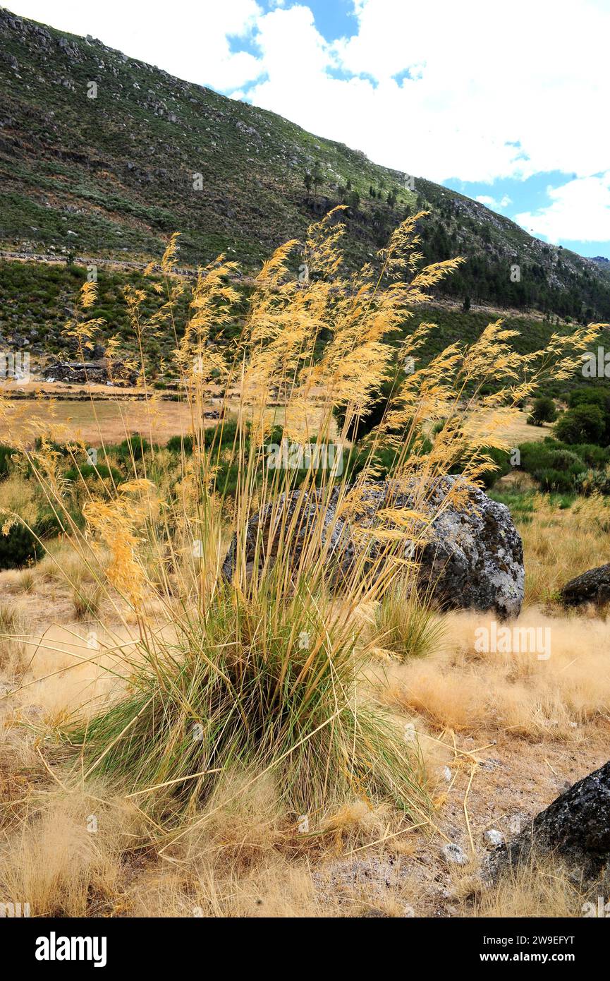 Giant feather grass or golden oats (Stipa gigantea) is a perennial herb ...