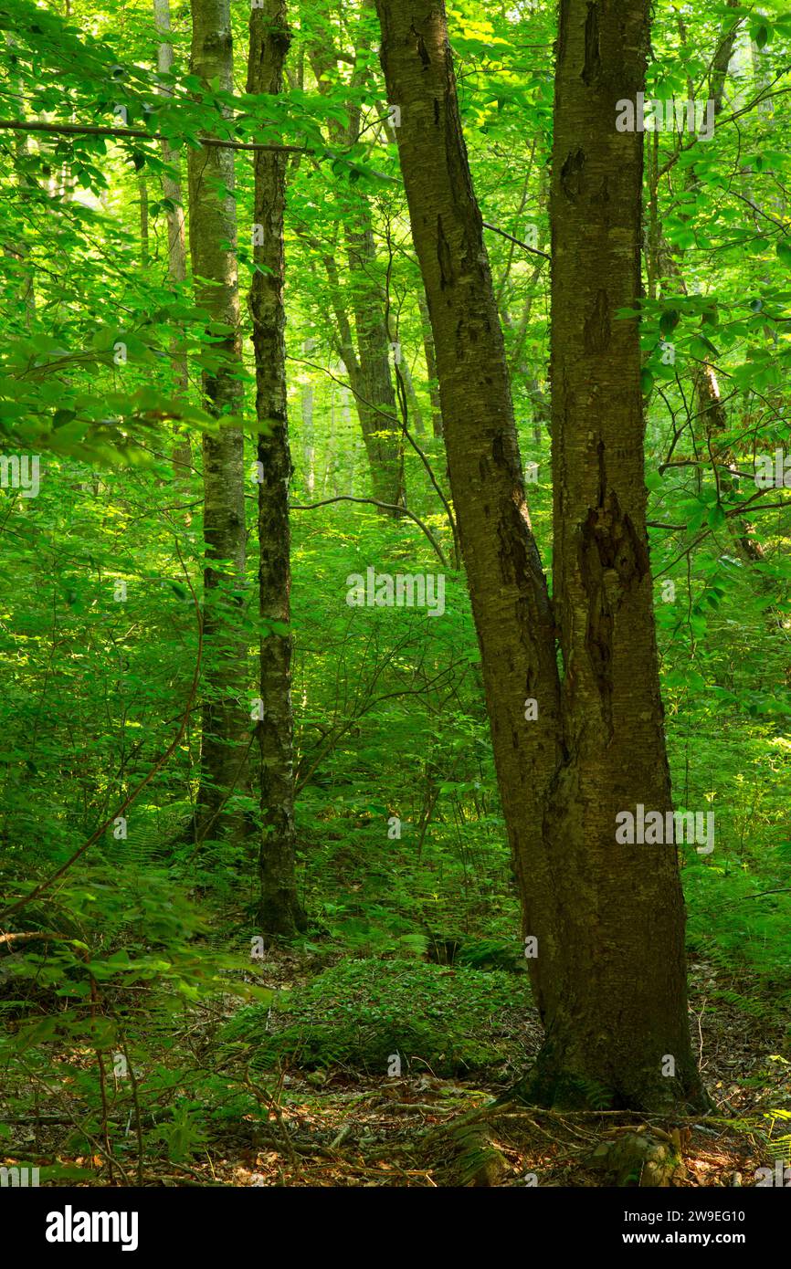 Woods along Uncas Pond Connector Trail, Nehantic State Forest ...