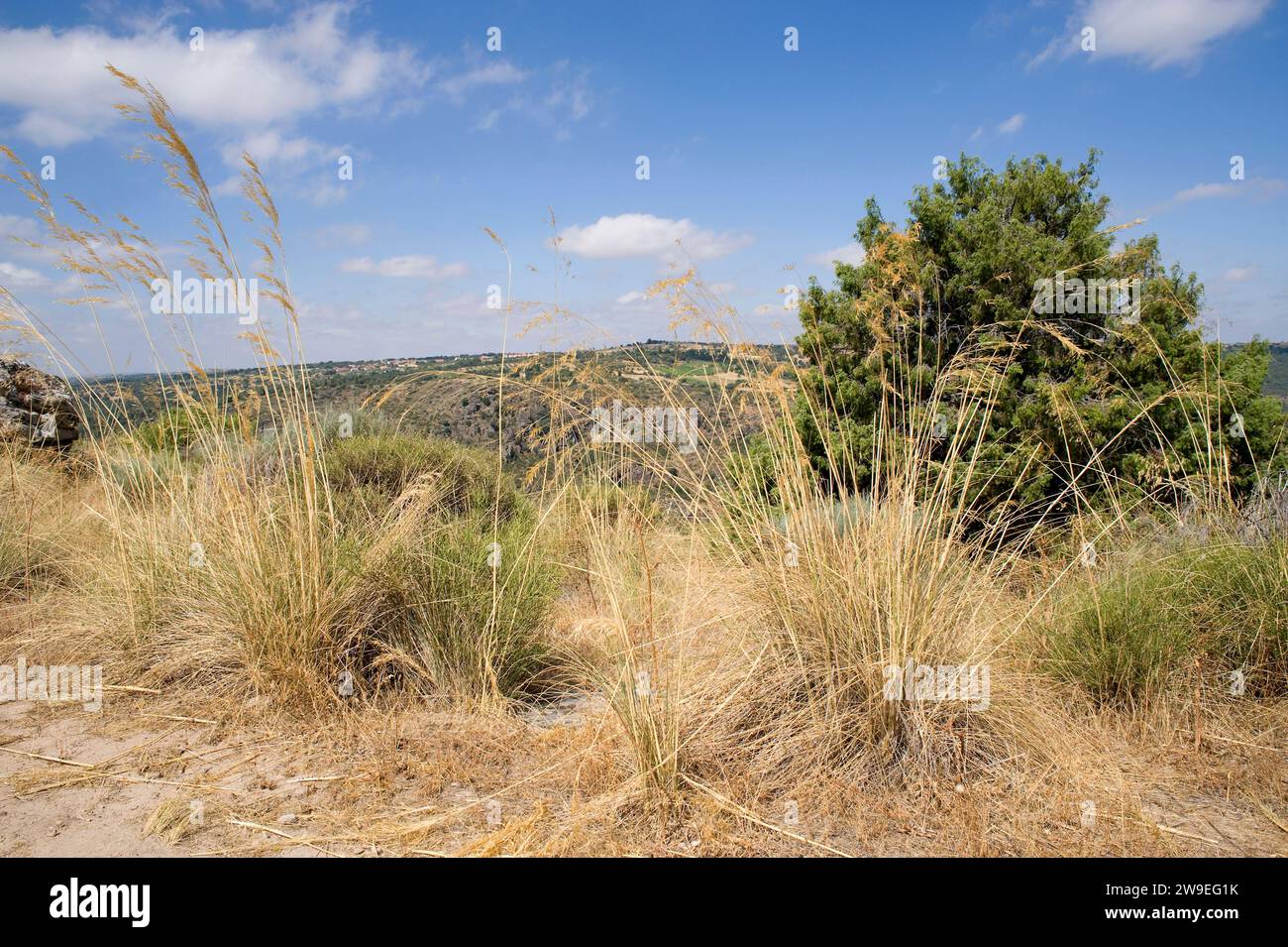 Giant feather grass or golden oats (Stipa gigantea) is a perennial herb ...