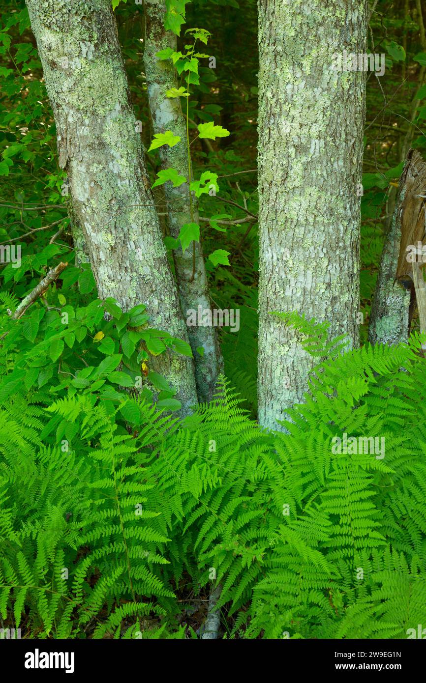 Forest along Nayantaquit Trail, Nehantic State Forest, Connecticut ...