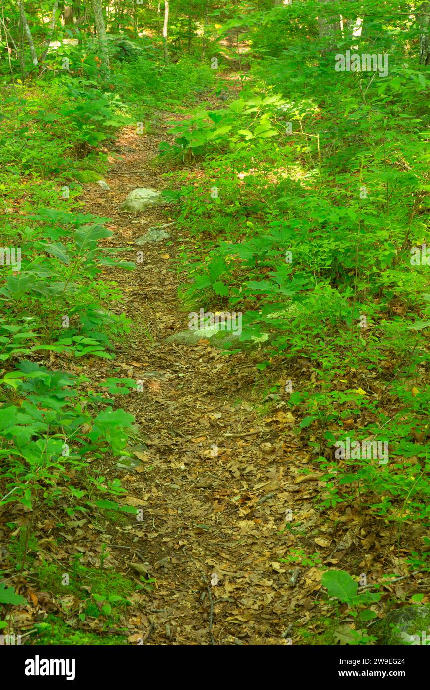 Nayantaquit Trail, Nehantic State Forest, Connecticut Stock Photo - Alamy