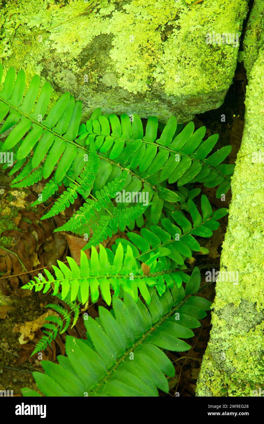 Ferns along Nayantaquit Trail, Nehantic State Forest, Connecticut Stock ...