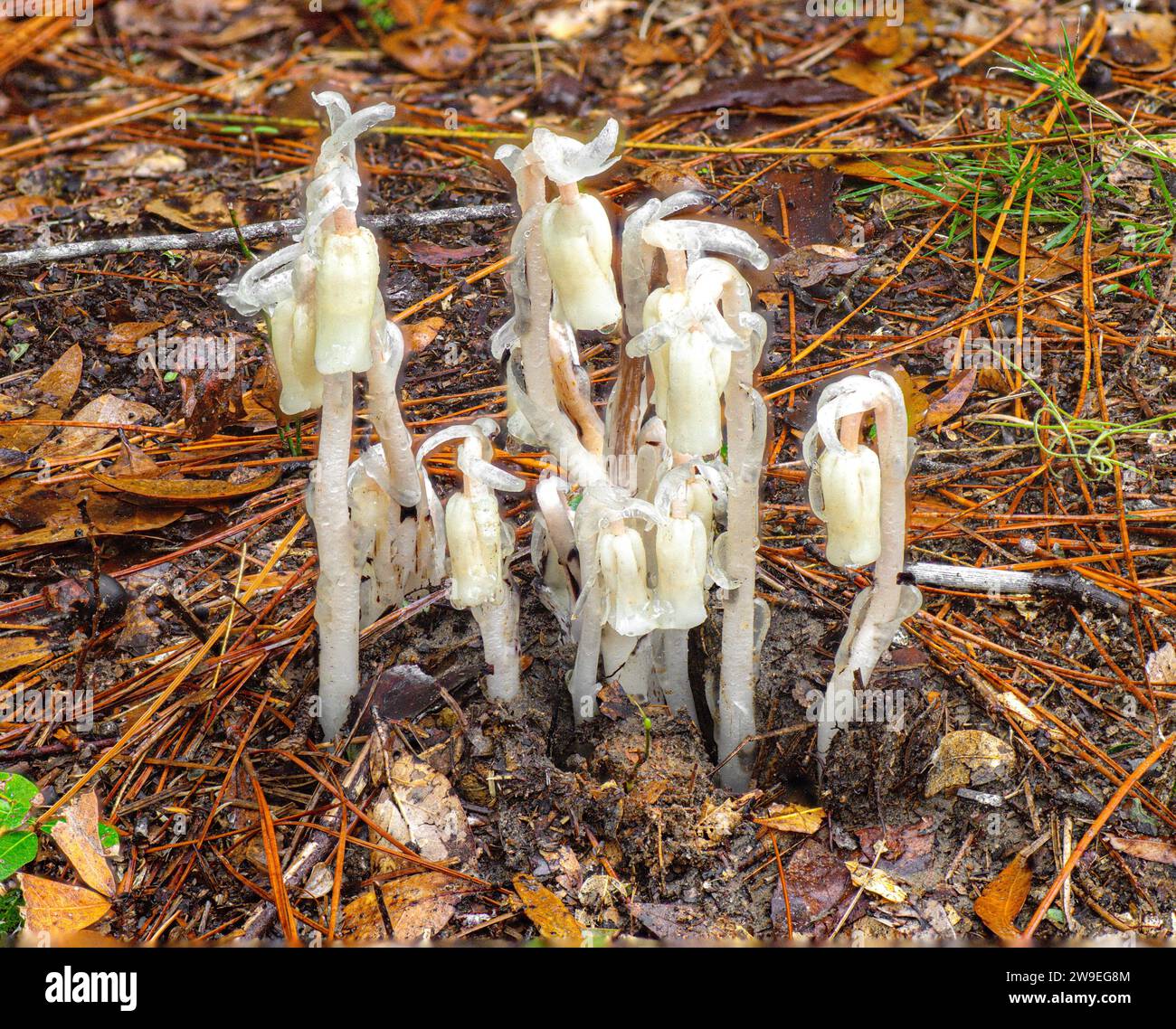 Monotropa uniflora, also known as ghost or indian pipe, Corpse plant is a Chlorophyll lacking ...