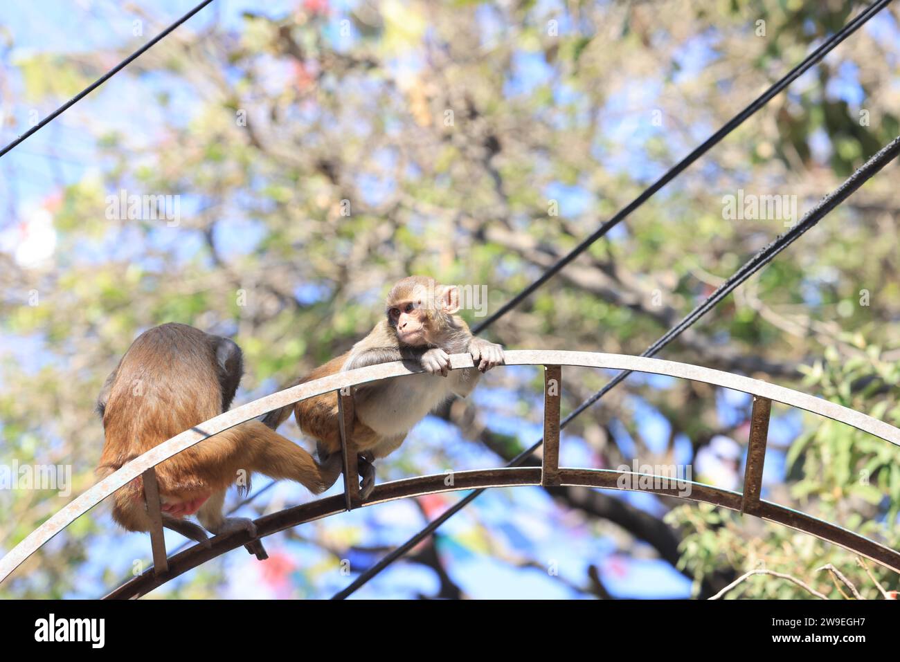 monkeys play with each other on the arch in Swayambhunath in Kathmandu ...