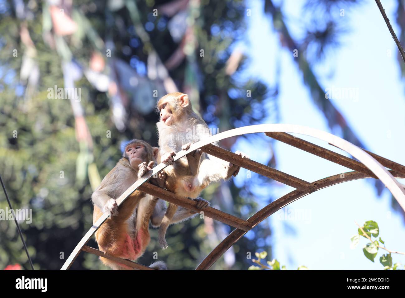 monkeys play with each other on the arch in Swayambhunath in Kathmandu ...