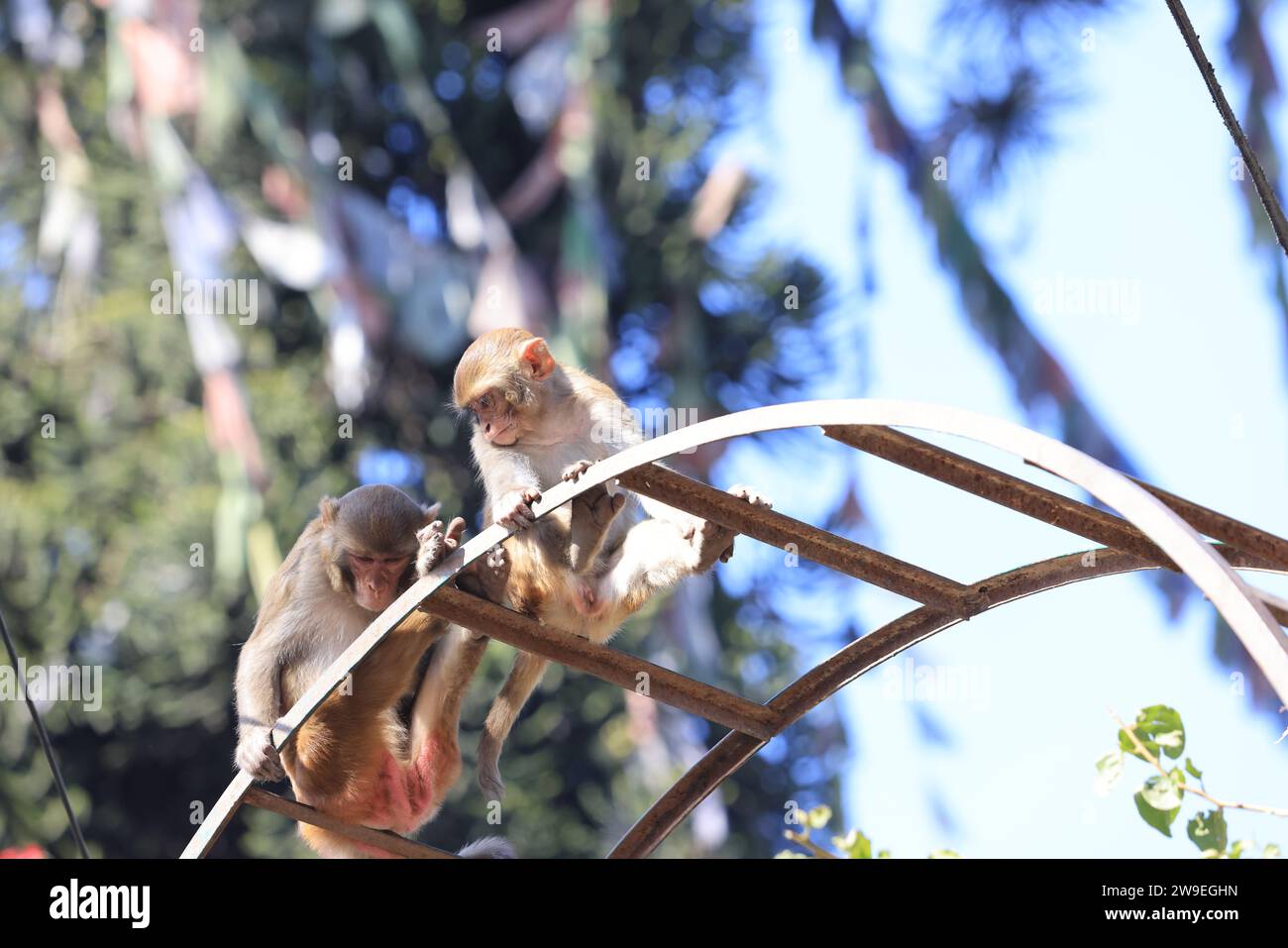 monkeys play with each other on the arch in Swayambhunath in Kathmandu ...