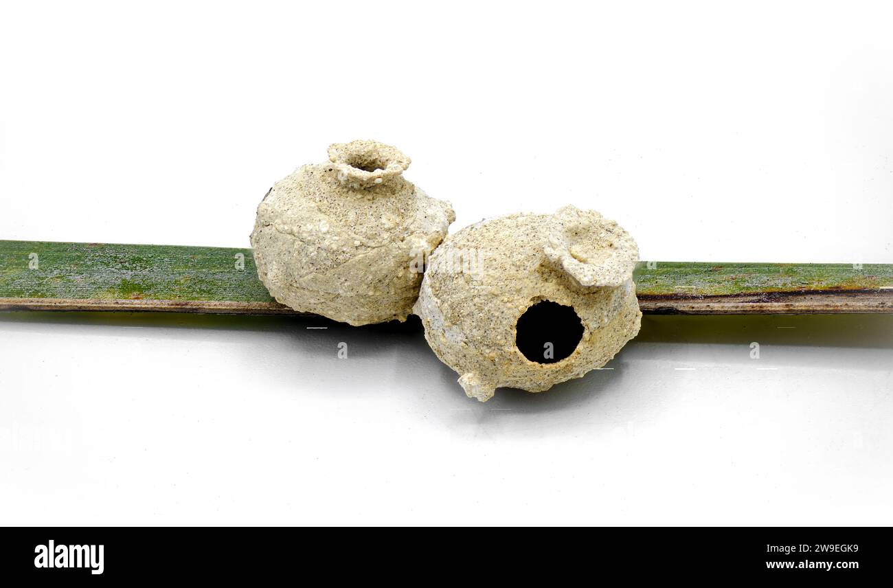 tiny, clay pot pottery the handiwork of a Potter Wasp - Eumenes sp - nest or home - isolated on ...