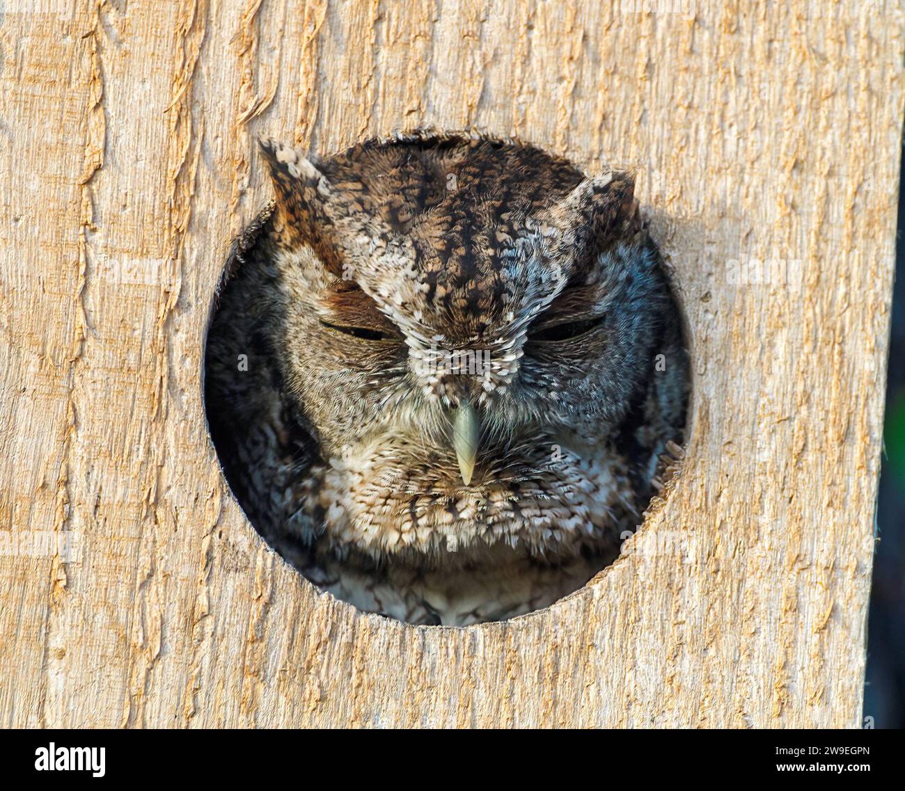 Grey morph eastern screech owl - Megascops asio - looking out of a ...