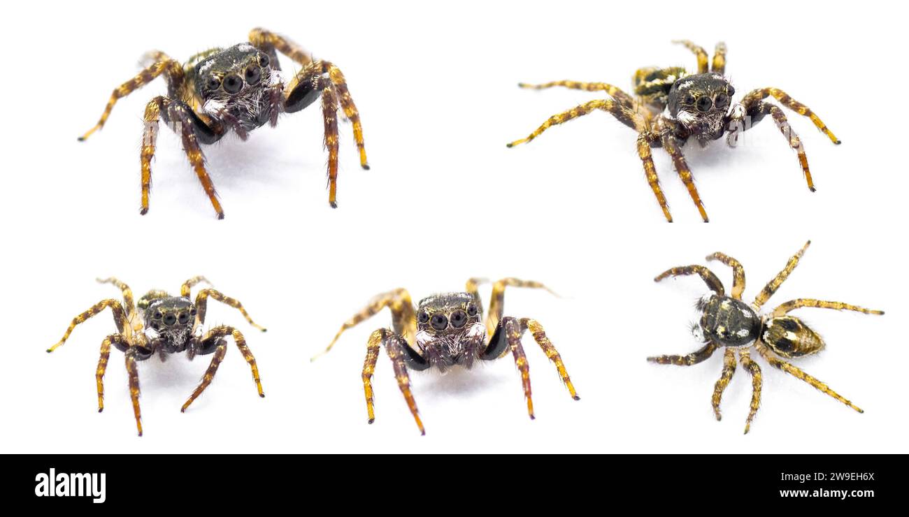 Twin flagged jumping spider - Anasaitis canosa - isolated on white ...