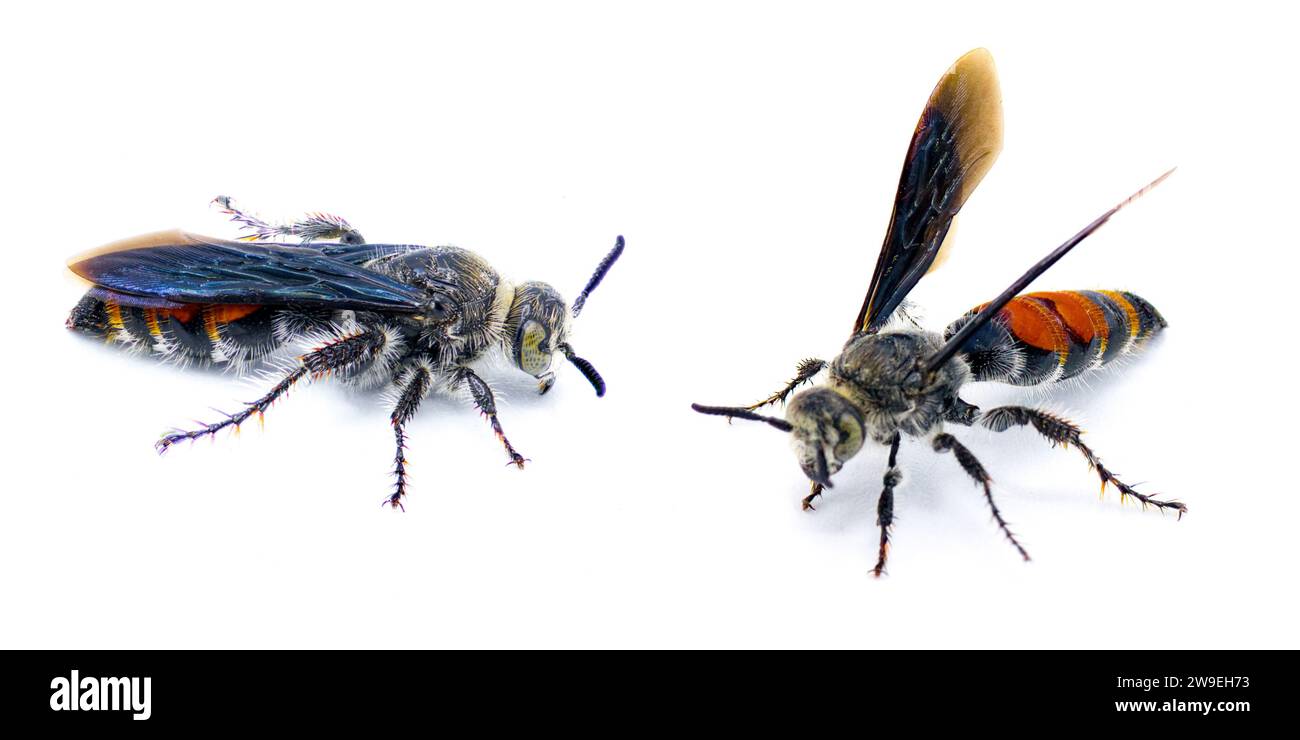 Dielis dorsata - the Caribbean scoliid wasp - female with red orange ...