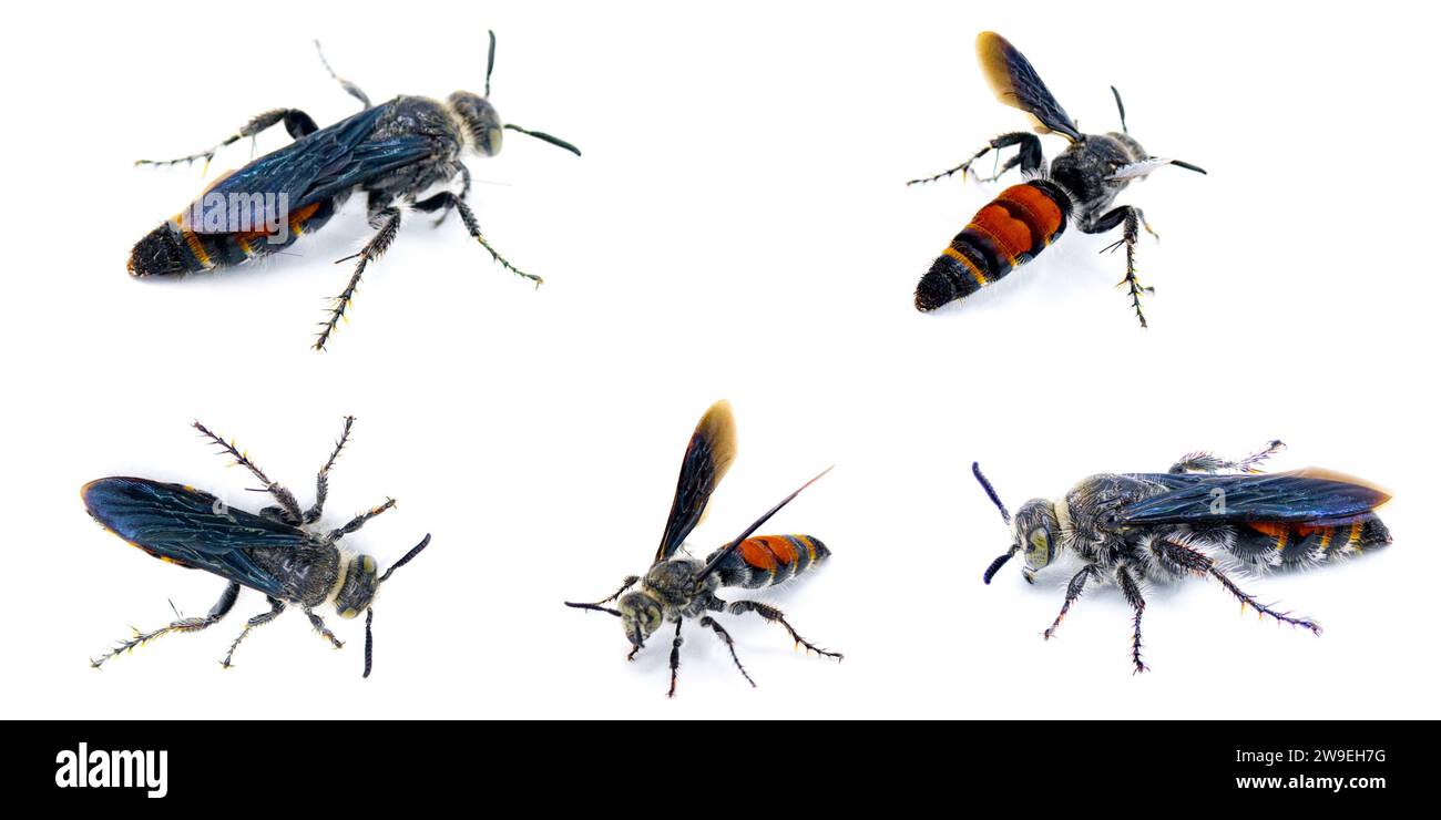 Dielis dorsata - the Caribbean scoliid wasp - female with red orange ...