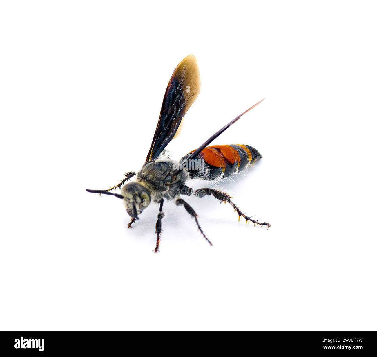 Caribbean legs red hi-res stock photography and images - Alamy