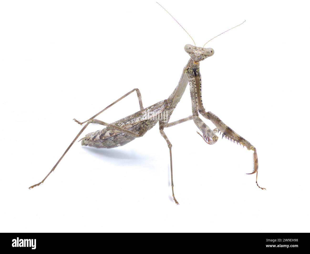 Carolina Mantis - Stagmomantis carolina - a type of praying preying ...